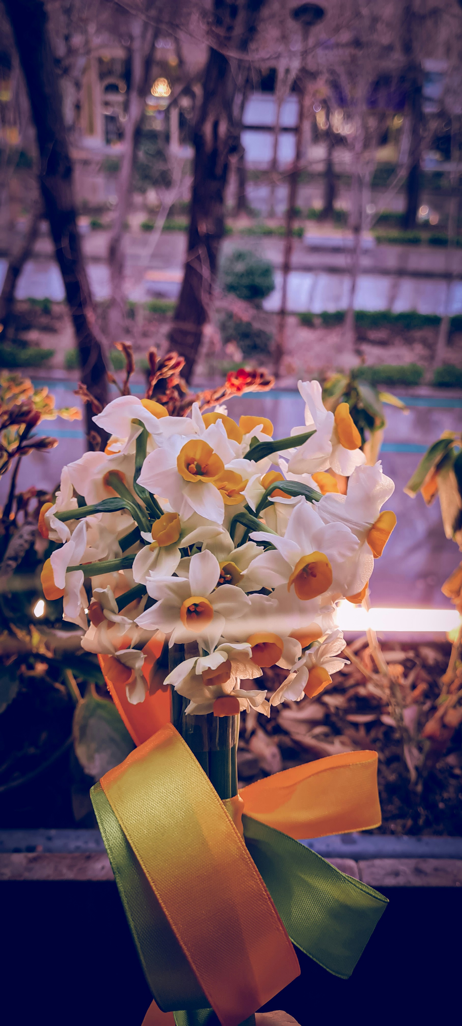 Narcissus Bouquet in Evening Glow, Wrapped in Bright Ribbon