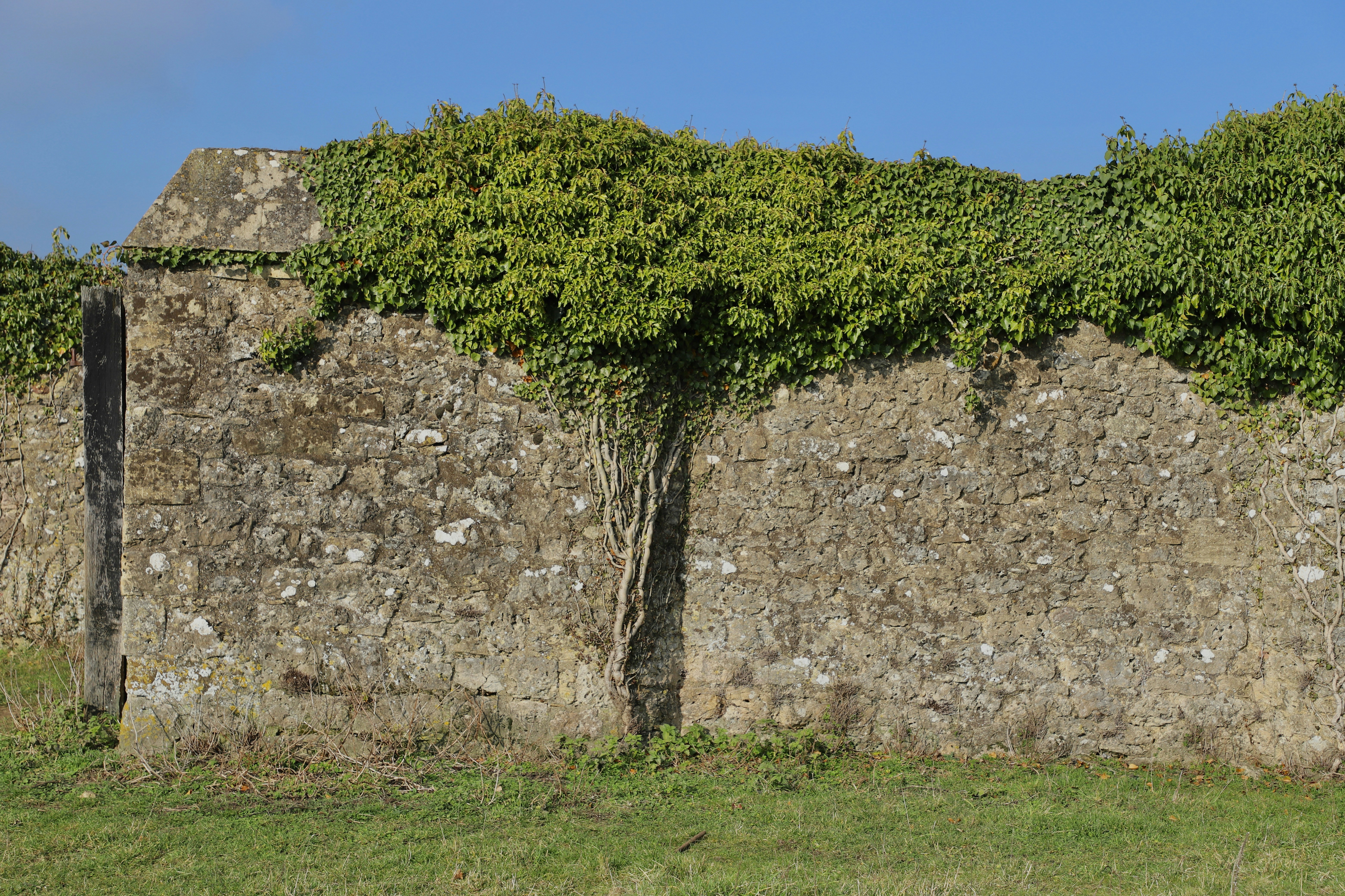 a stone wall covered in vines next to a field