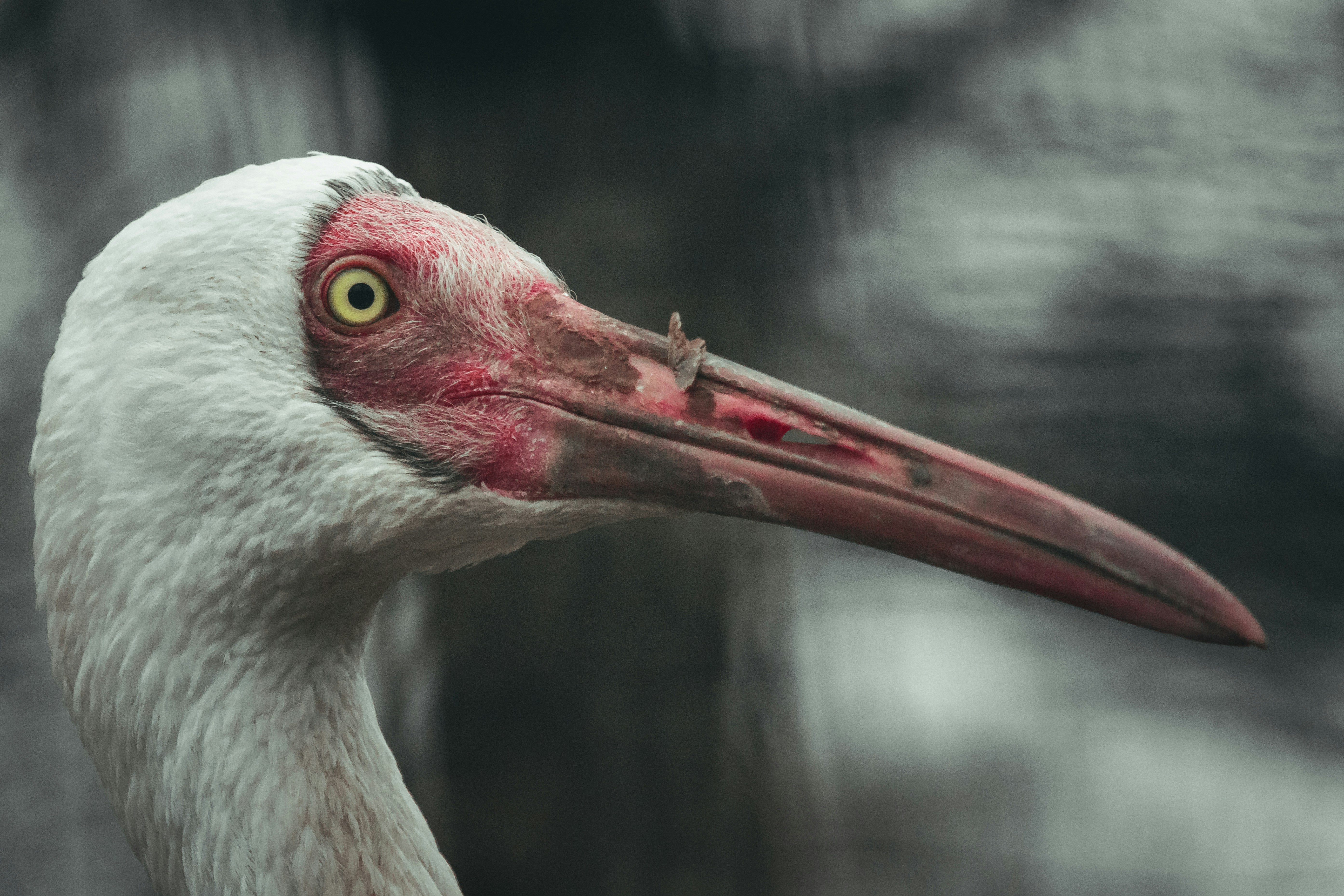 Crimson Patch, White Plumage: A Close-Up Portrait of a Stork-Like Bird