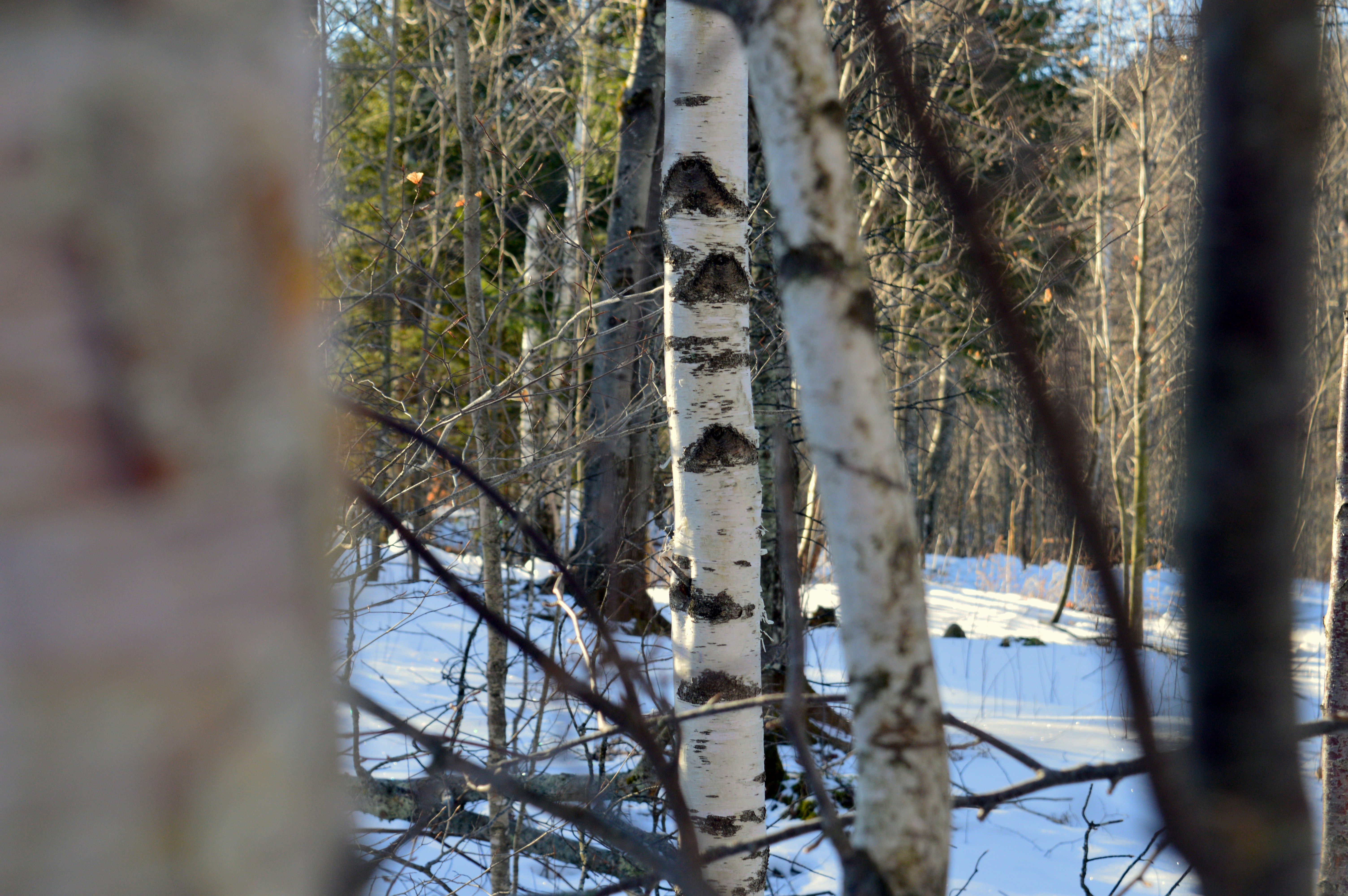 Birch Line in Winter Quiet: Snow-Bathed Trunks Framed by Foreground Branches