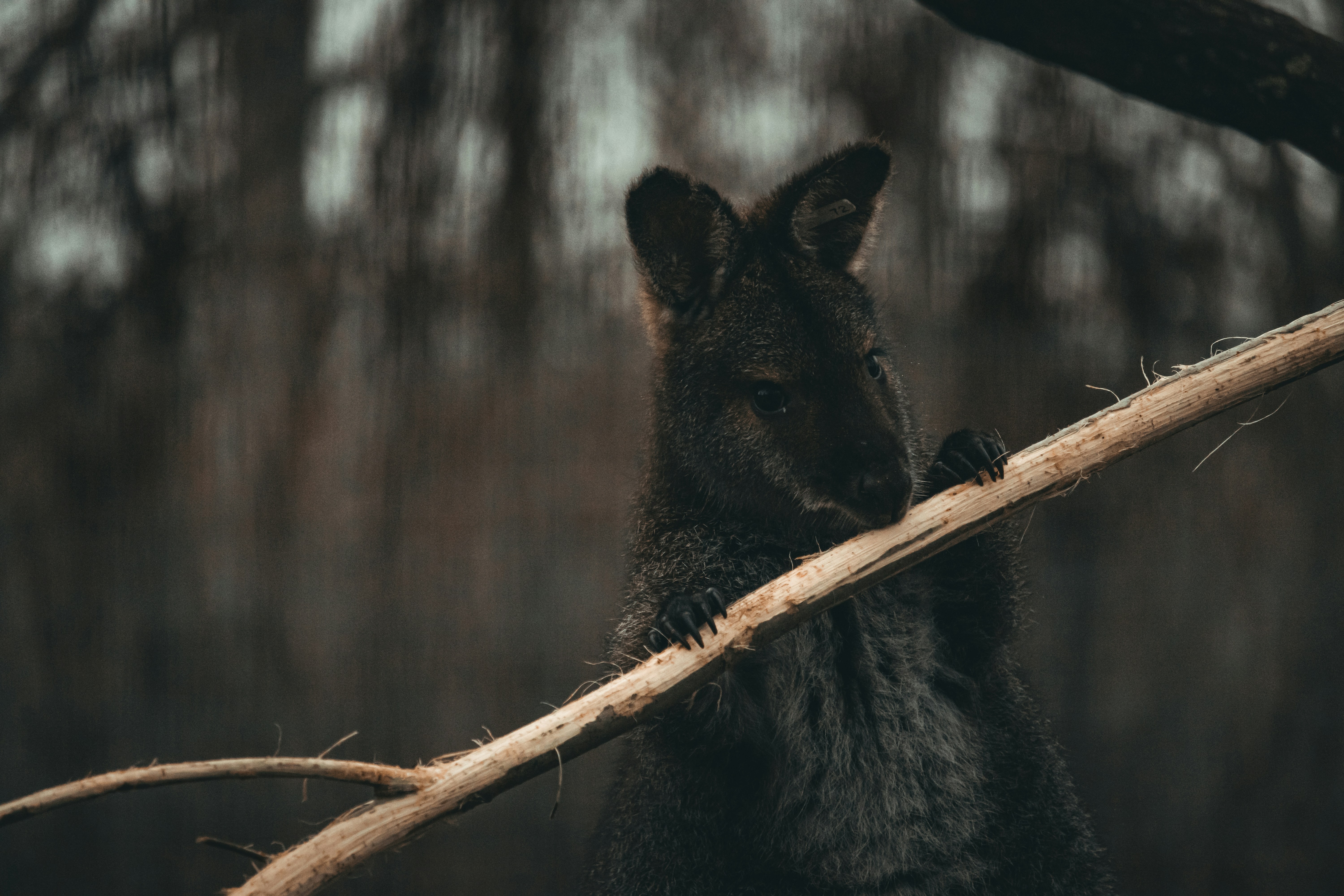 a black wolf is holding a branch in its mouth