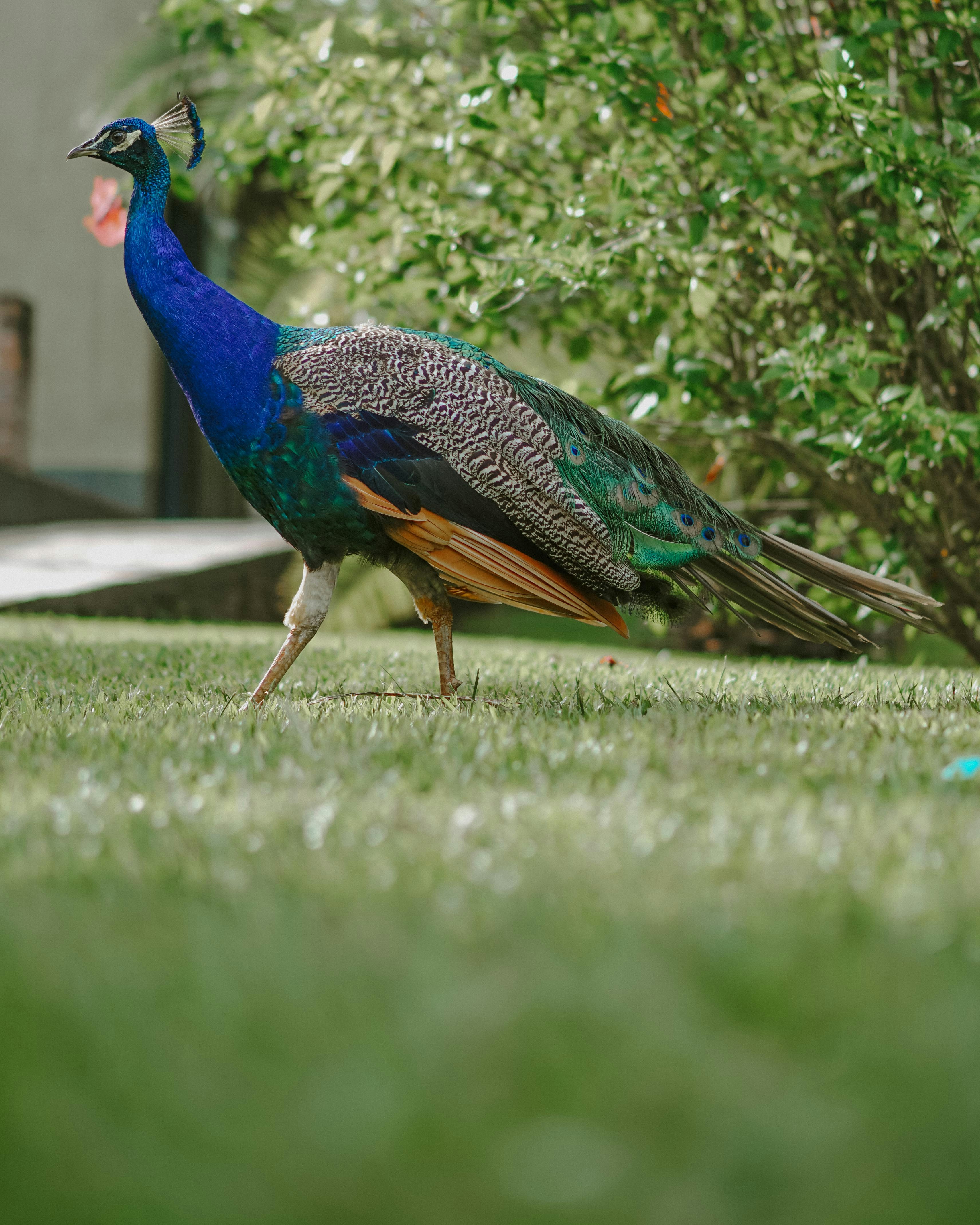 Regal Stroll Through Verdant Gardens