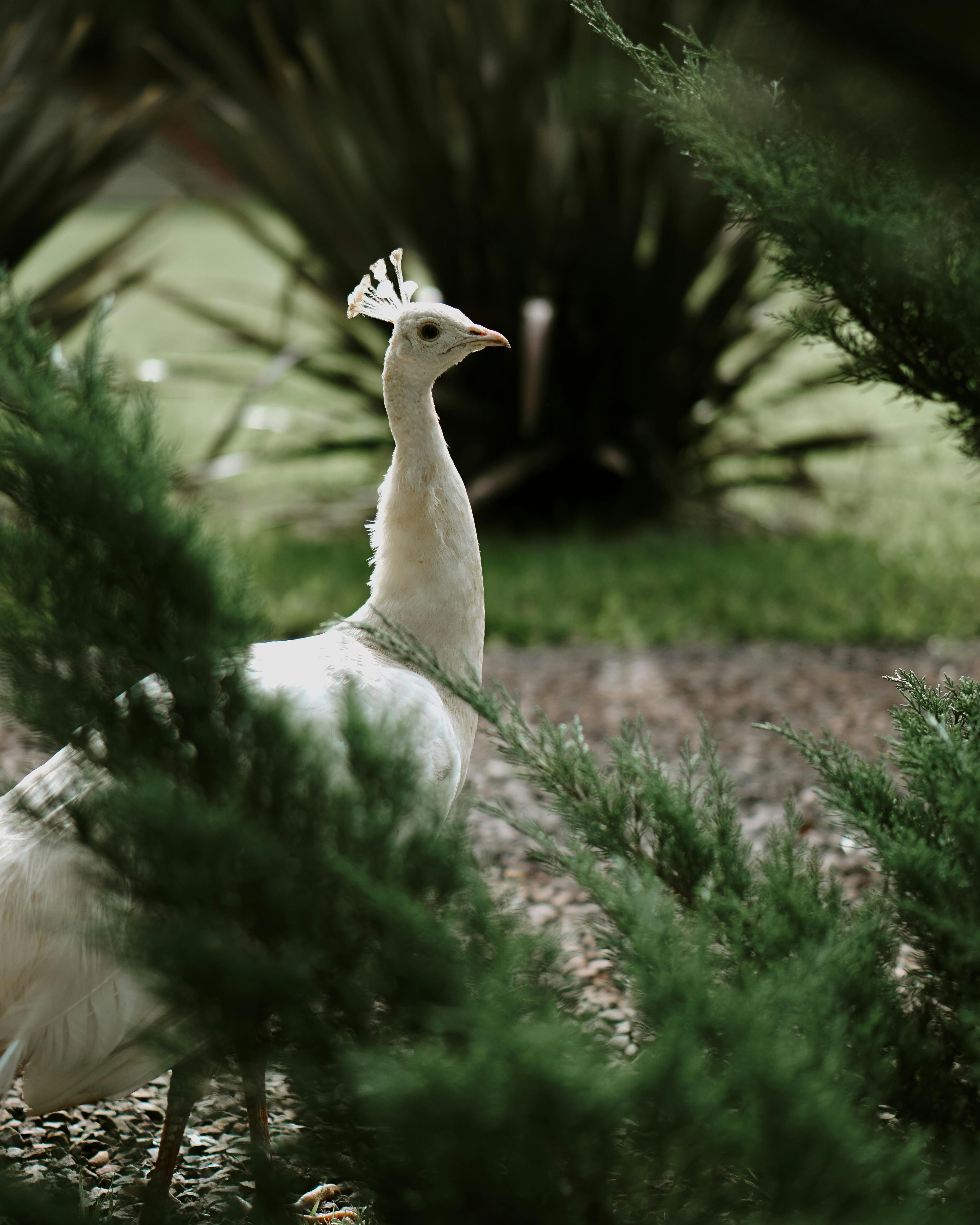 A white peacock gracefully stands amidst lush greenery, showcasing its unique plumage. The natural setting enhances the serene atmosphere.
