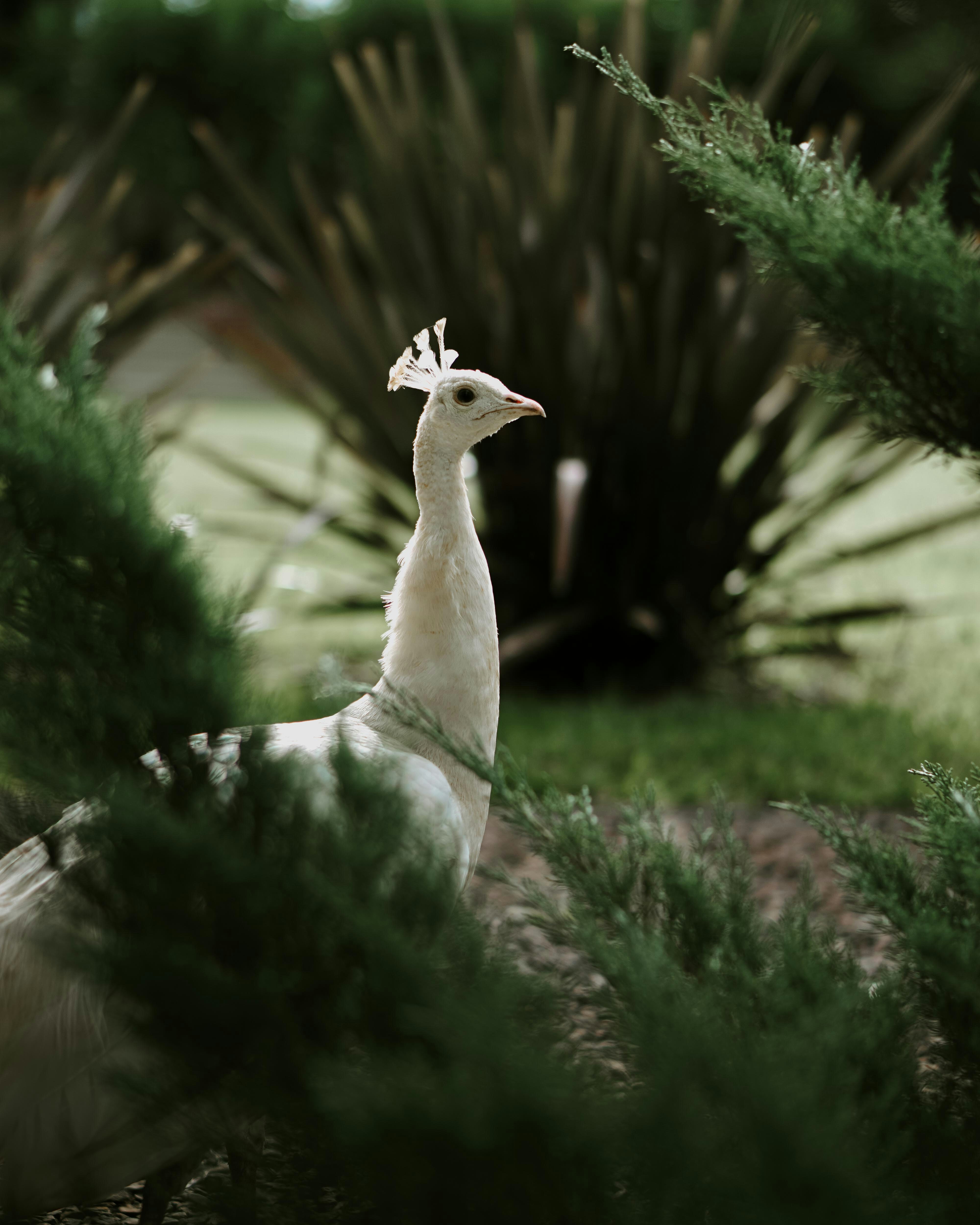 White Peacock in a Greener Corridor: A Quiet Portrait
