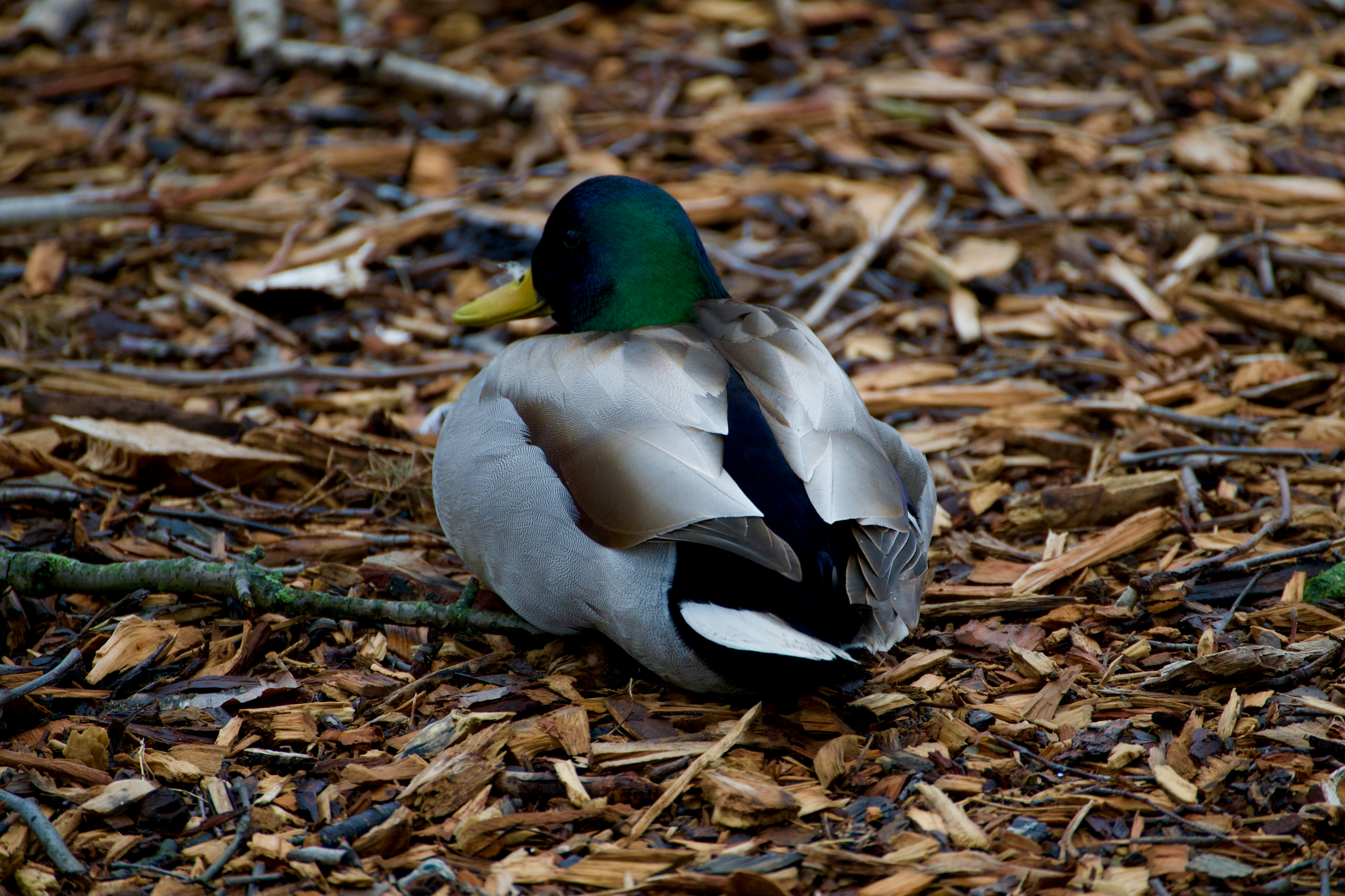 A duck sitting on top of a pile of wood chips photo – Free Rye Image on ...