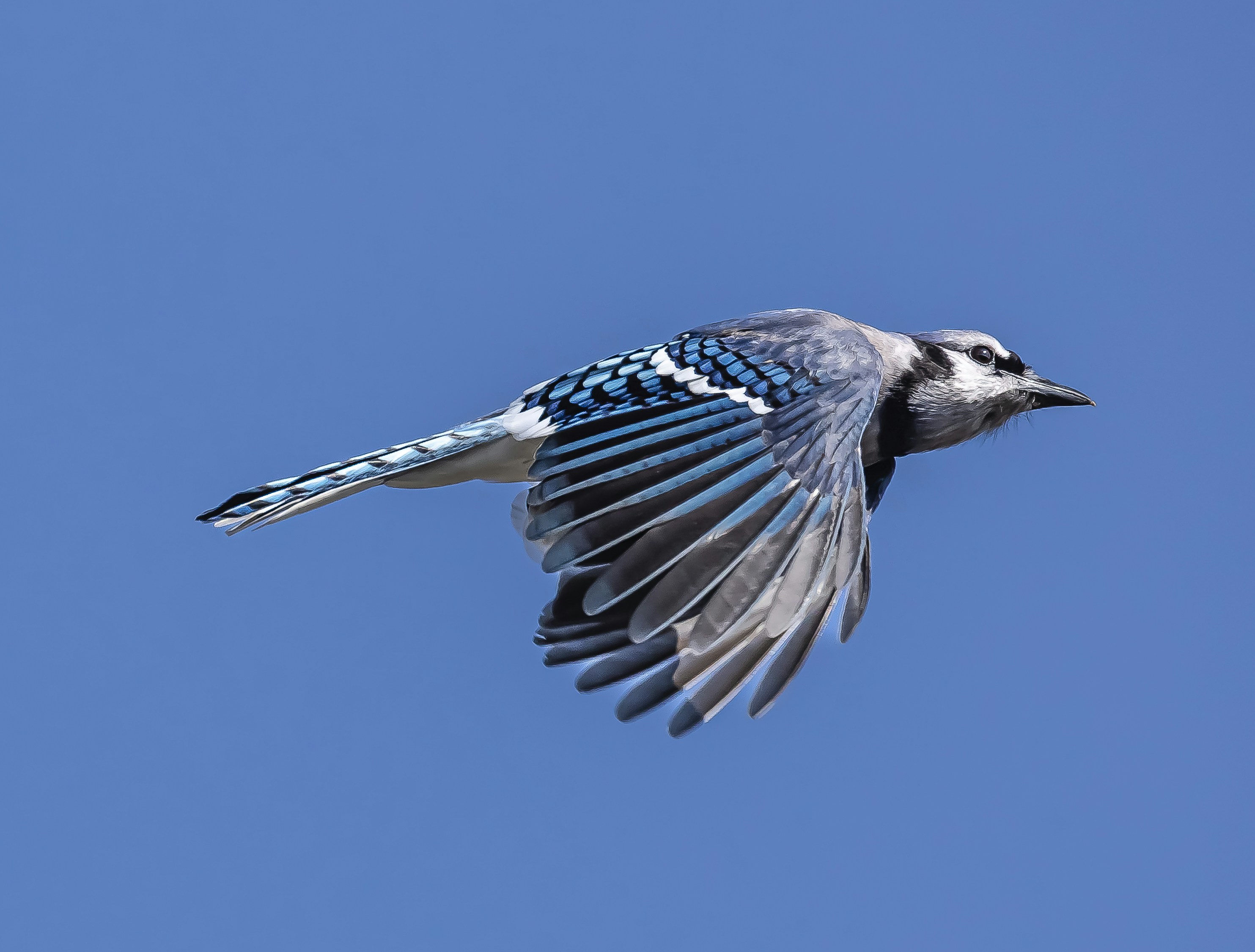 Blue Jay In Flight
