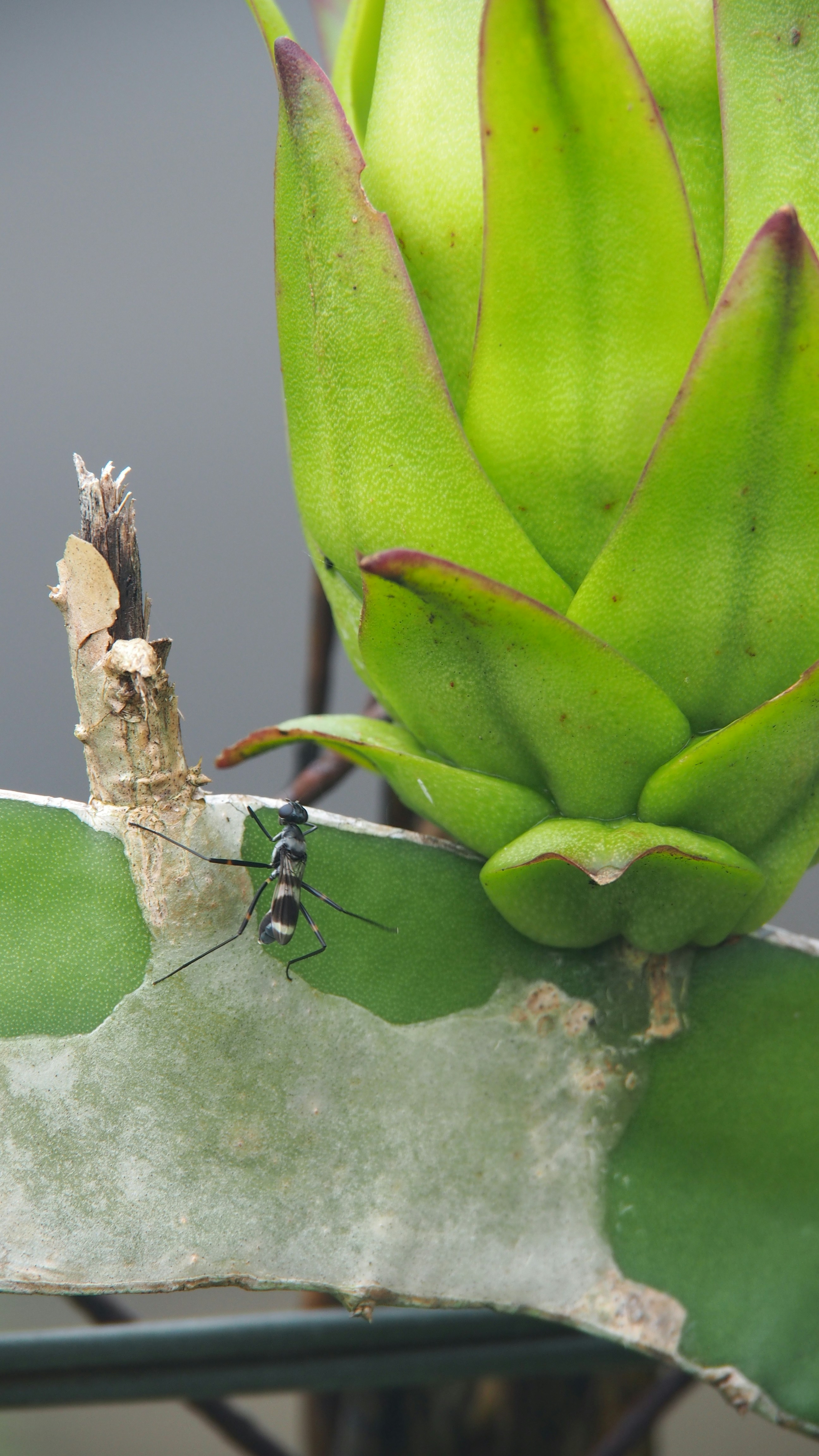 A close-up view of a black and white insect perched on a green plant leaf, showcasing the delicate interaction between flora and fauna.