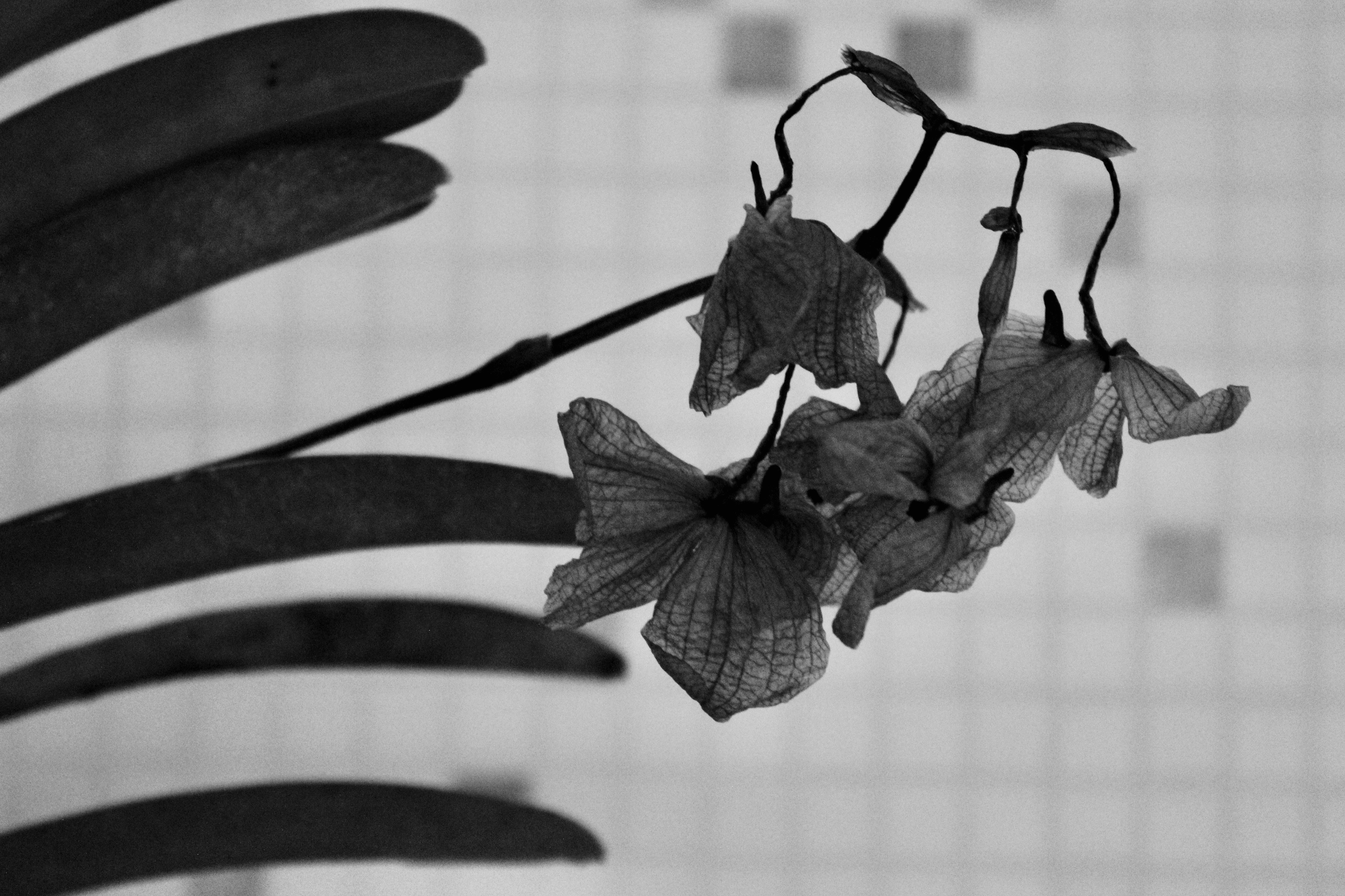 Grayscale Hydrangea Silhouette on a Checkered Backdrop