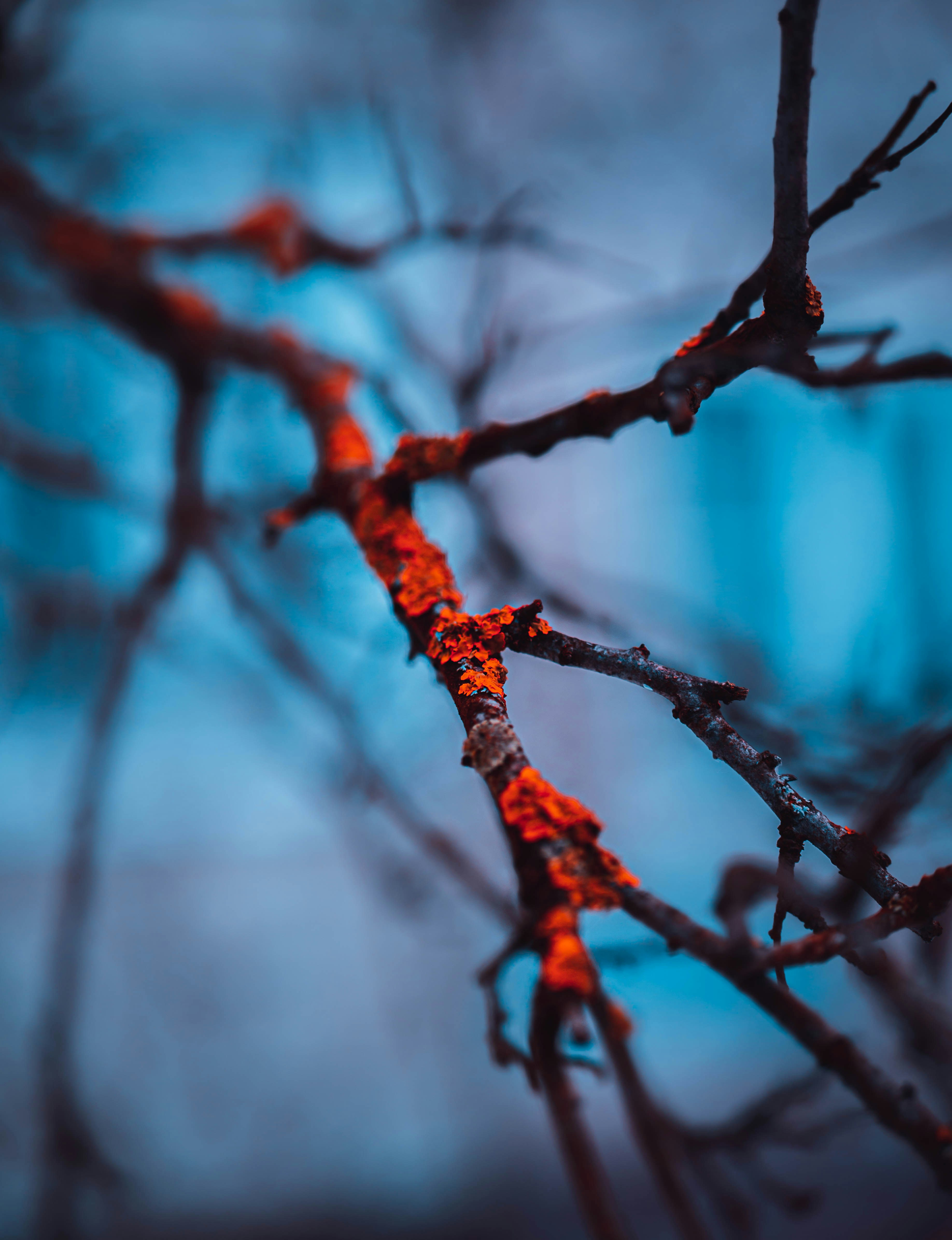 Un gros plan d’une branche d’arbre avec des feuilles rouges photo ...