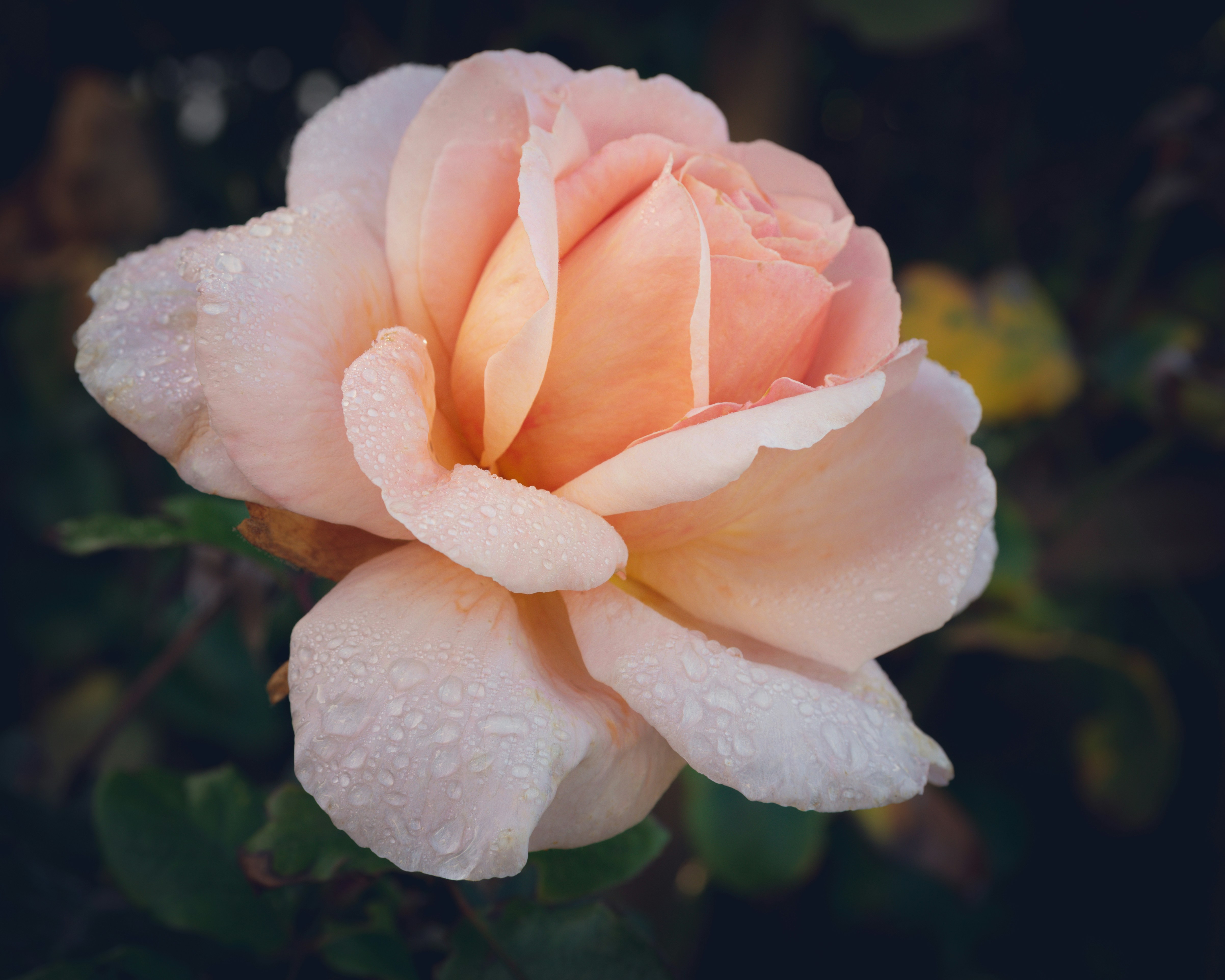 Peach Rose at Dusk: Dew-Kissed Petals in Velvet Shadow