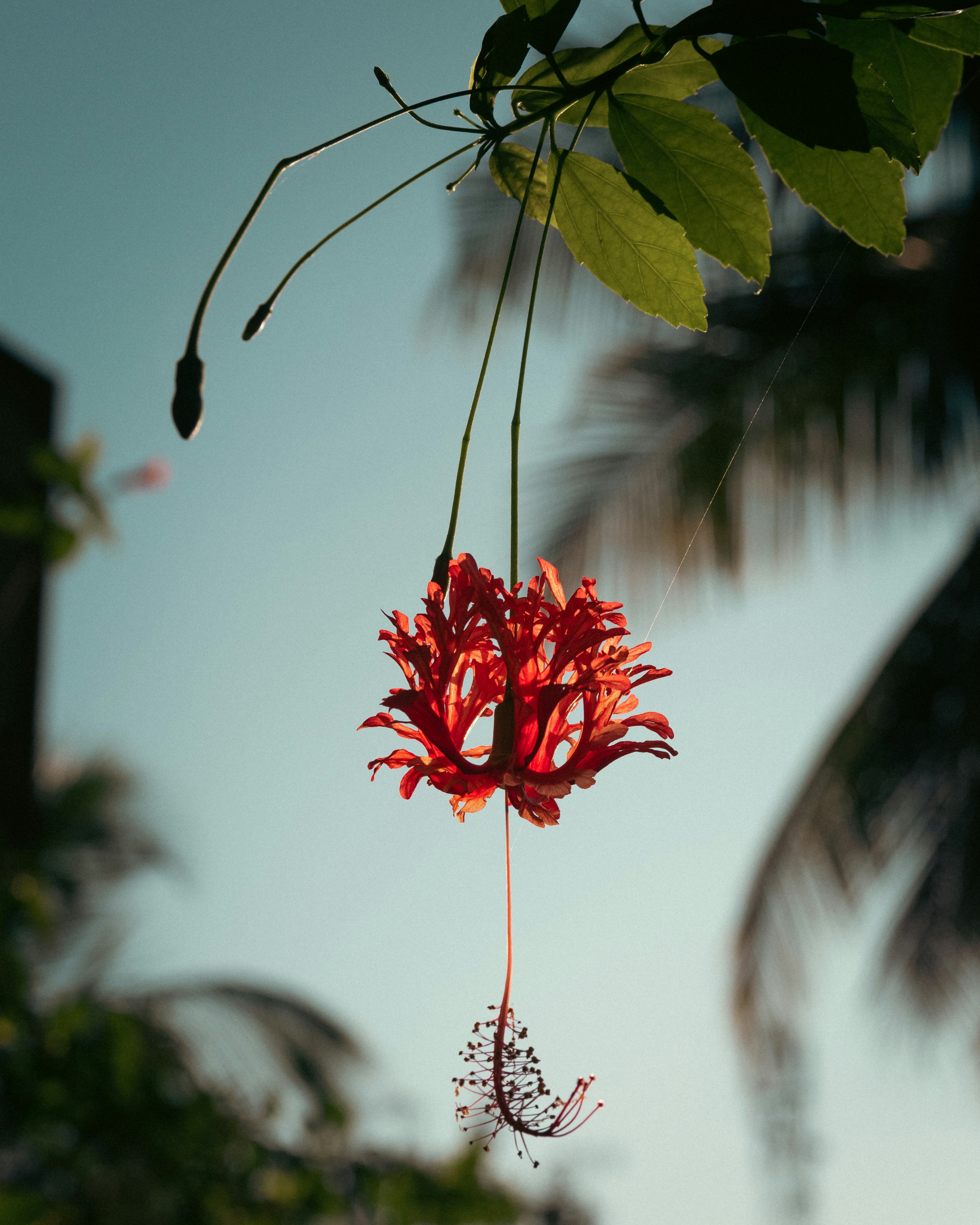 A red flower hanging from a tree branch photo – Free Macro Image on ...