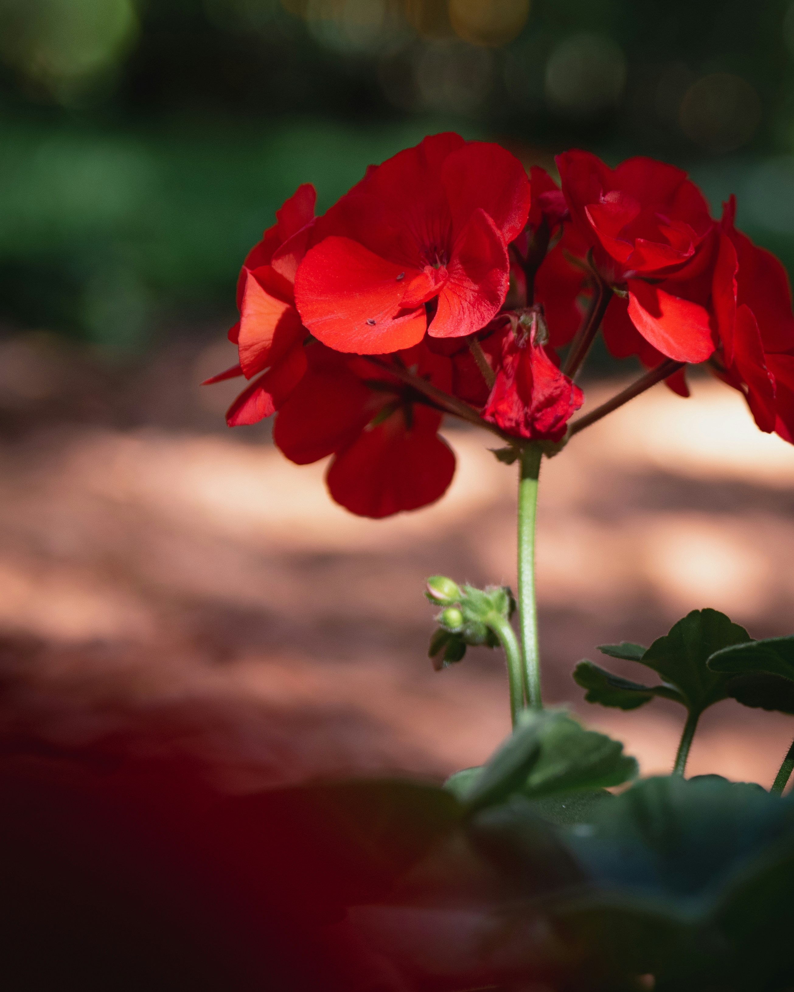 Crimson Geranium Spotlight: Sunlit Petals in Soft Focus