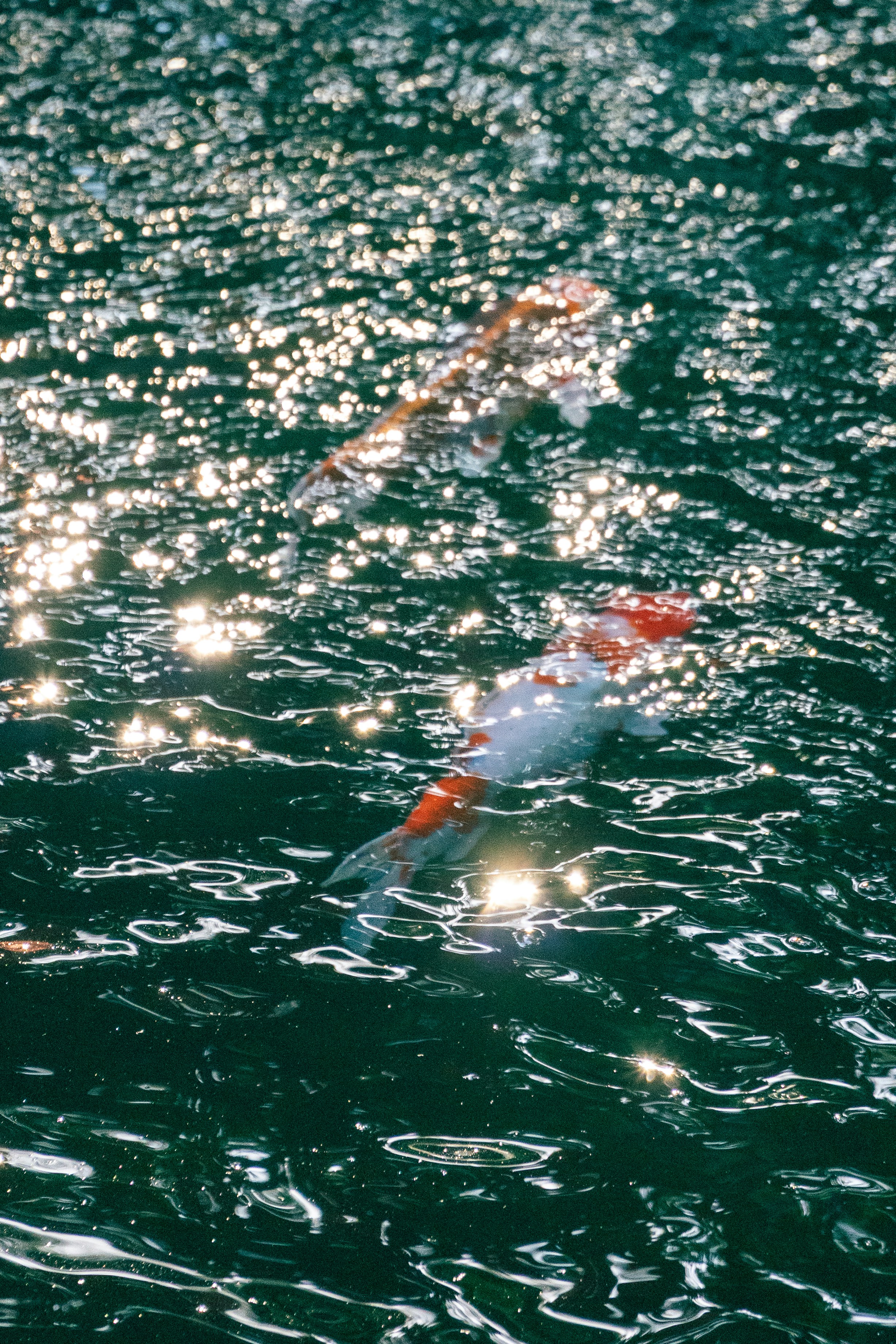 Koi in Sunlit Currents: a diagonal glide through emerald ripples