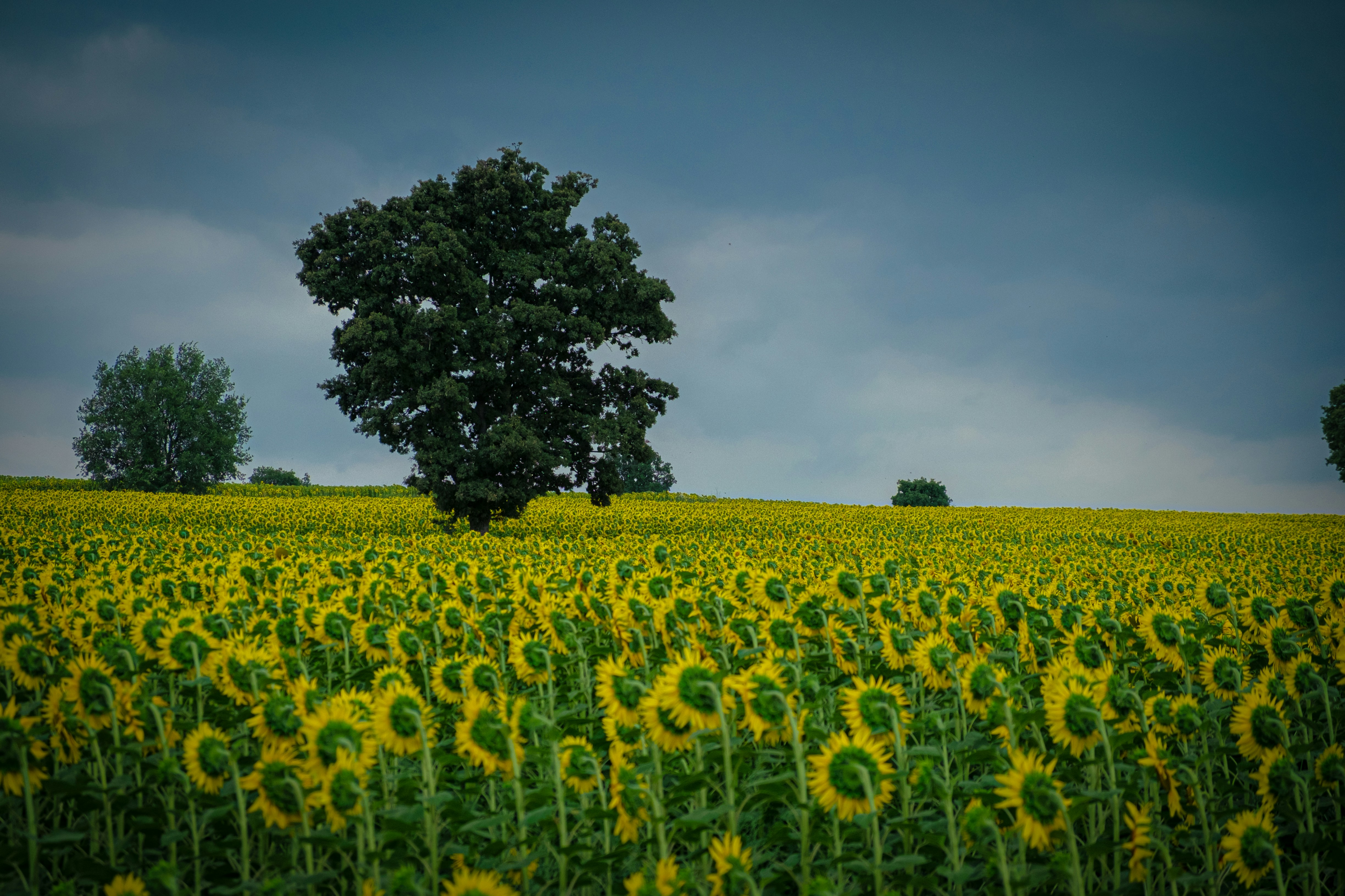 Expansive sunflower field stretches towards a solitary tree under a cloudy evening sky.