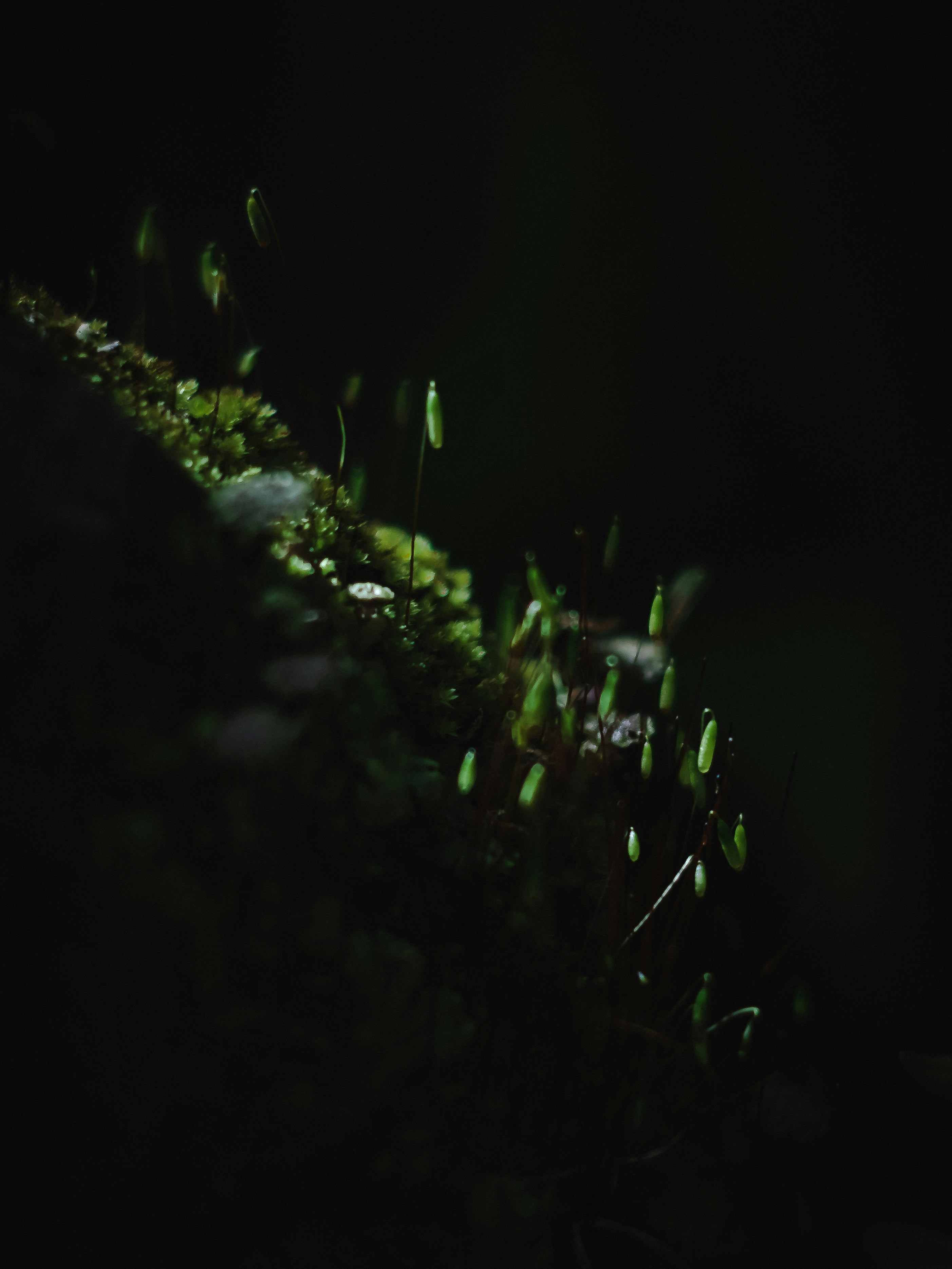 moss growing on the side of a wall