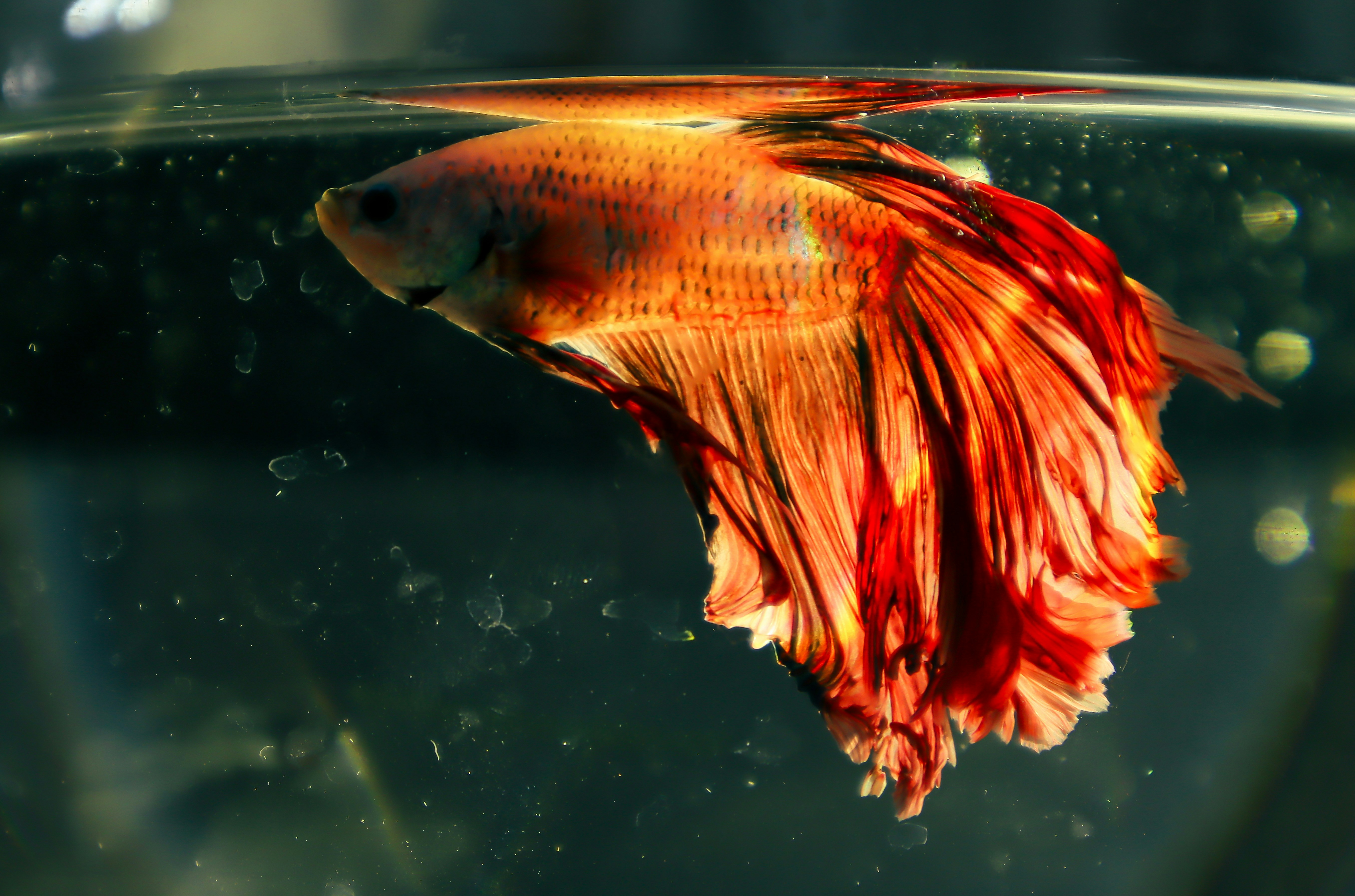 Crimson Betta in a Quiet Aquarium: Velvet Fins unfurl in dim light