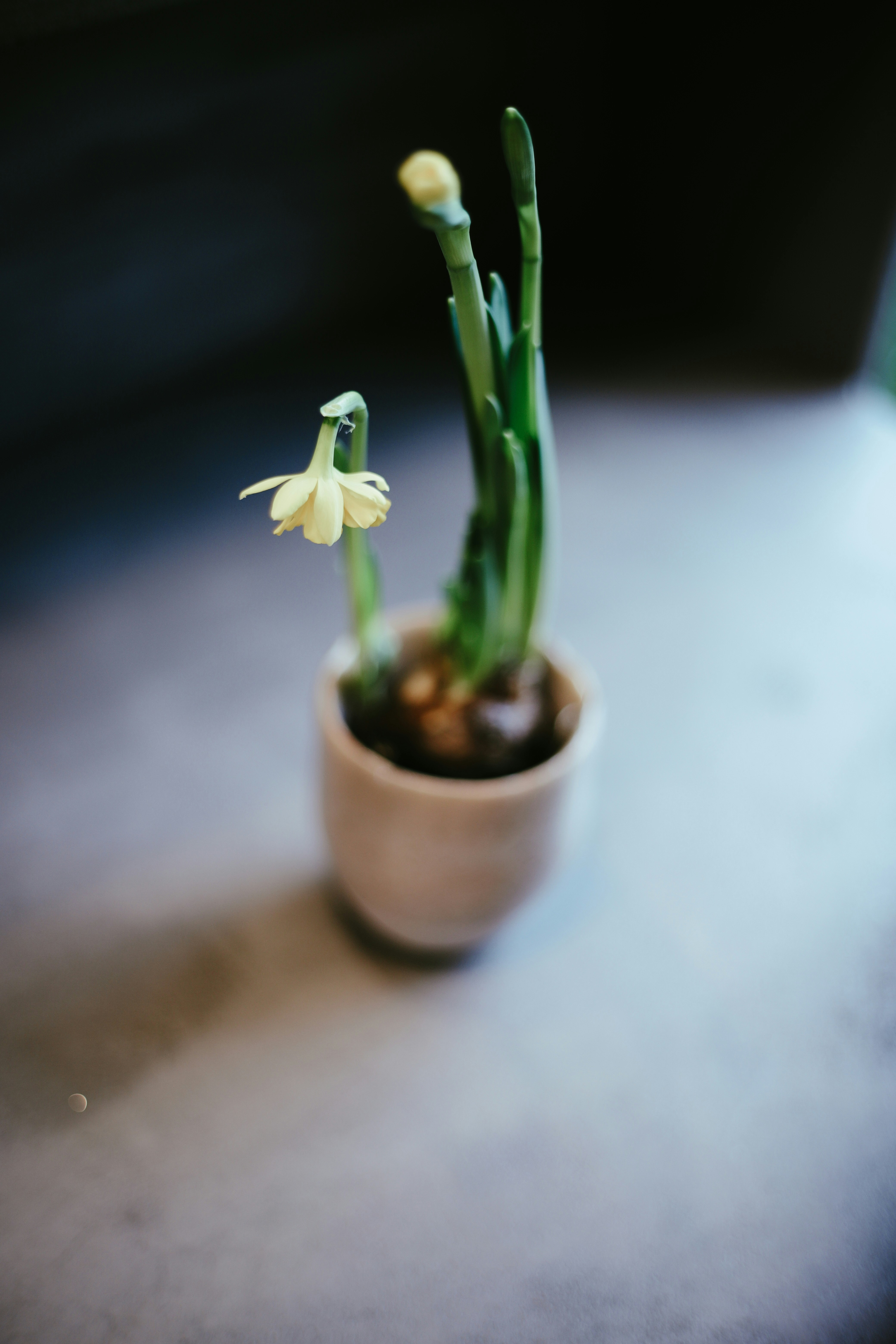 Gentle Bloom in a Quiet Studio: A Tiny Daffodil in Soft Focus