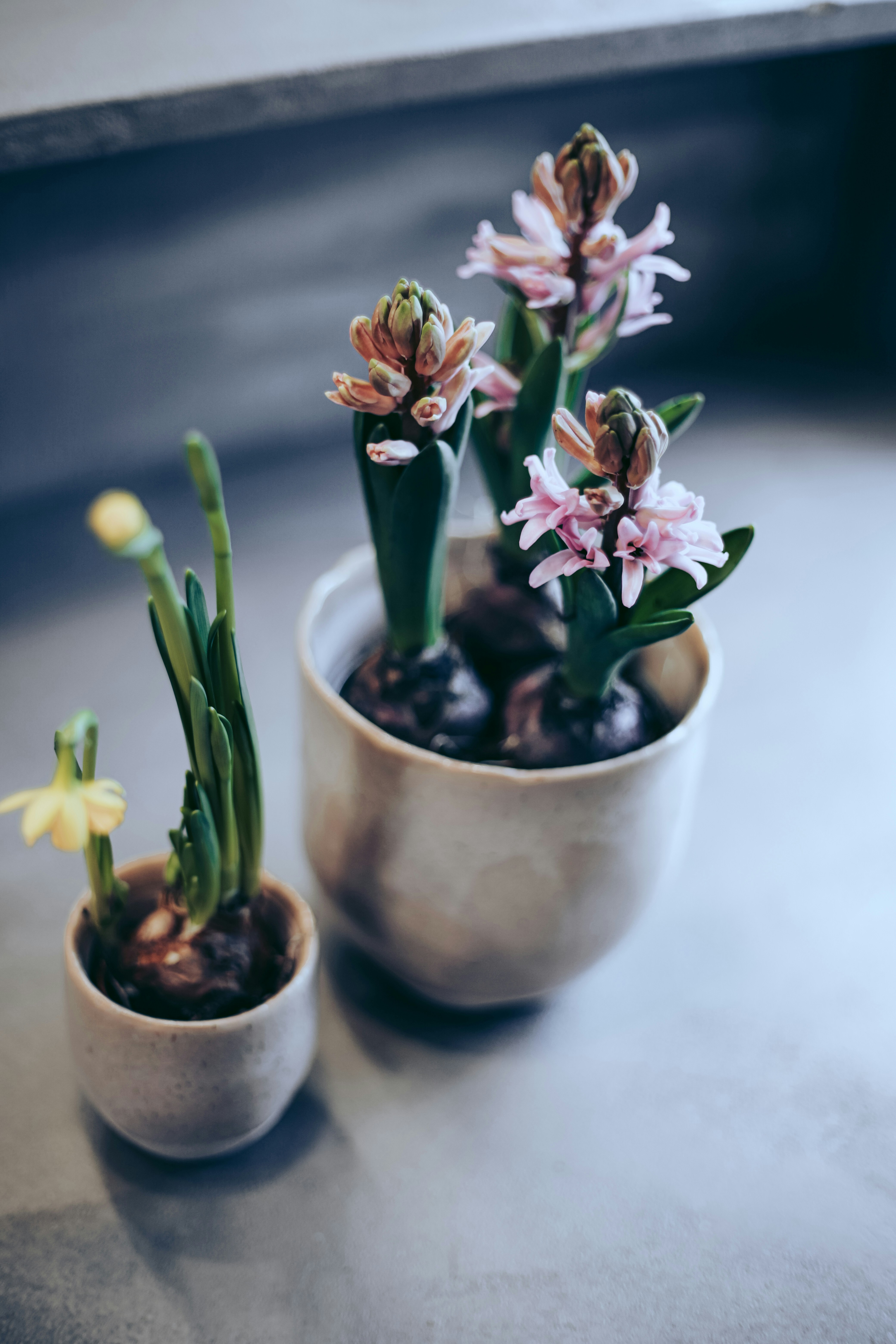 Pastel Hyacinths in Ceramic Pots: Quiet Morning Light on a Windowsill