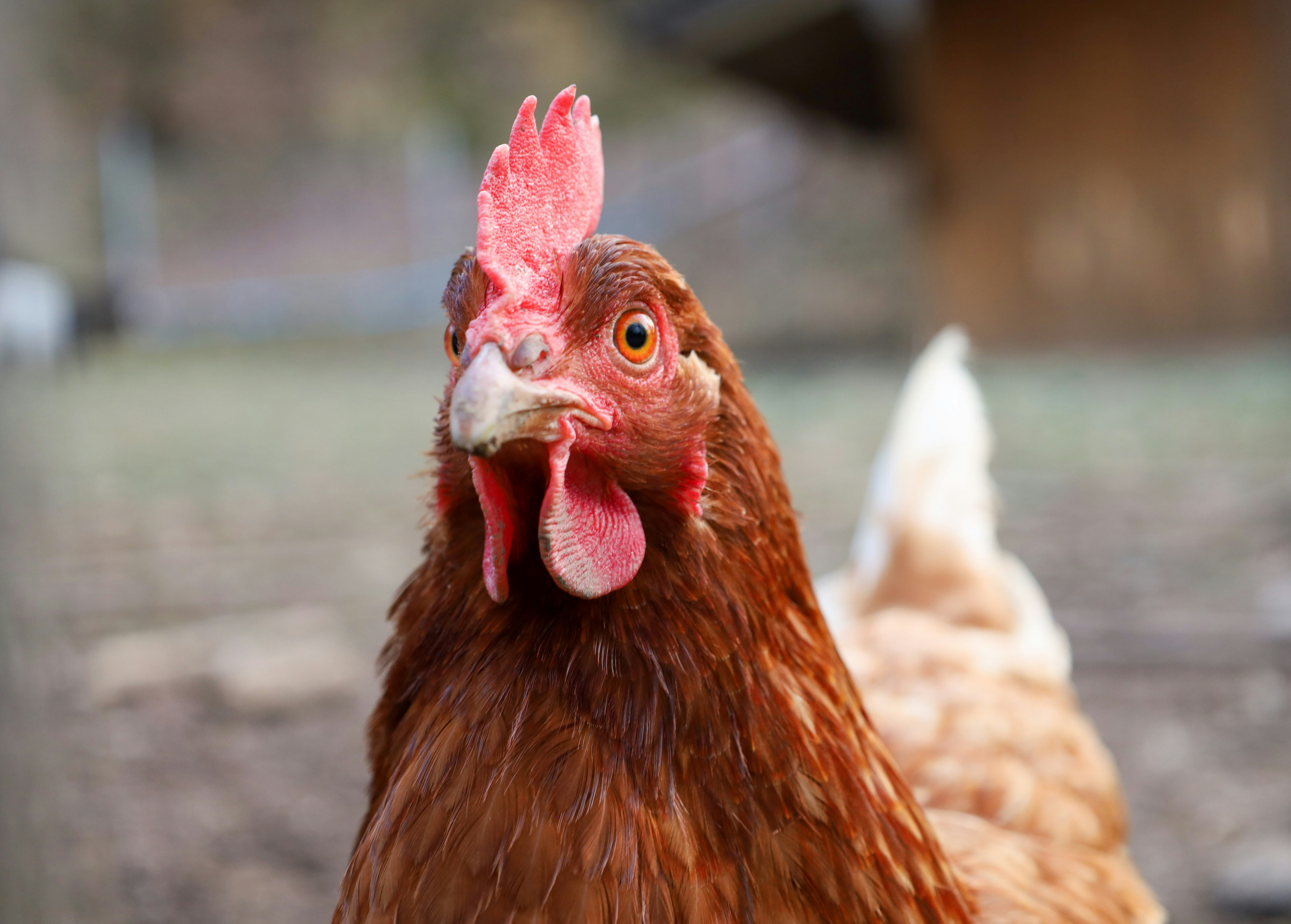 A close up of a chicken with a blurry background photo – Free Animal ...