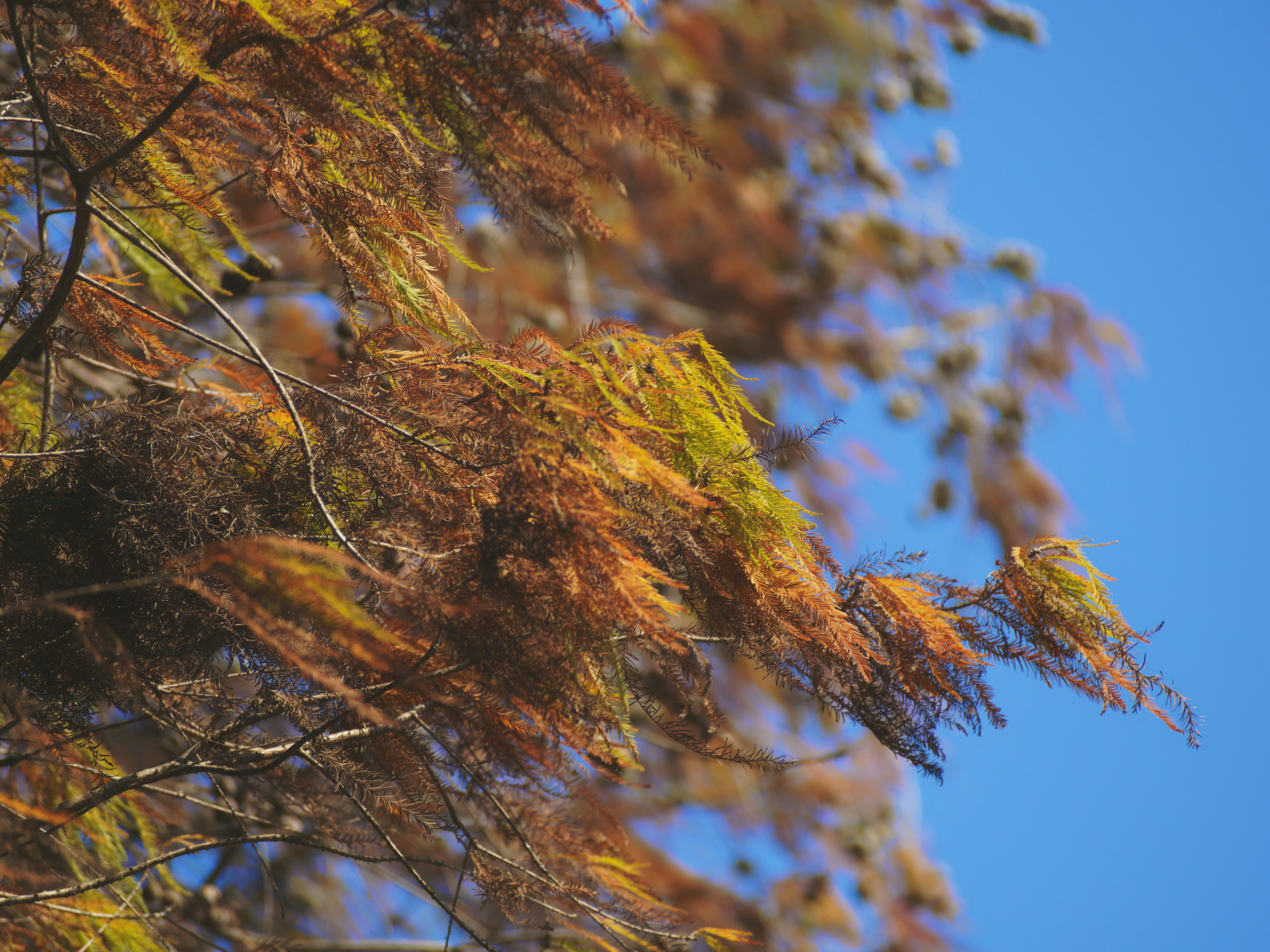 Golden Autumn Lace: Leaves Framed by a Clear Blue Sky