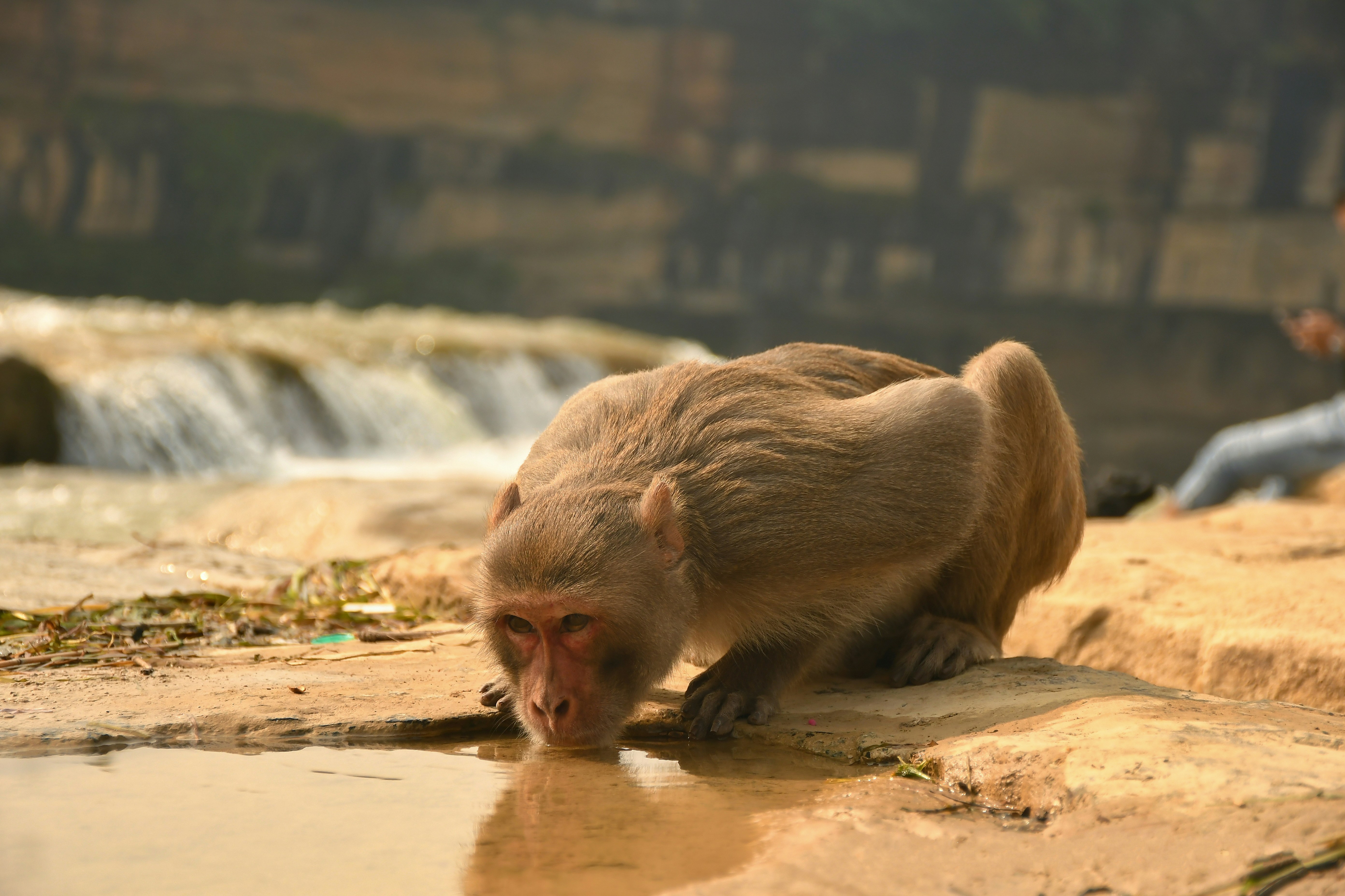 Foto Un mono bebe agua de un charco de agua – Imagen Madhya Pradesh ...