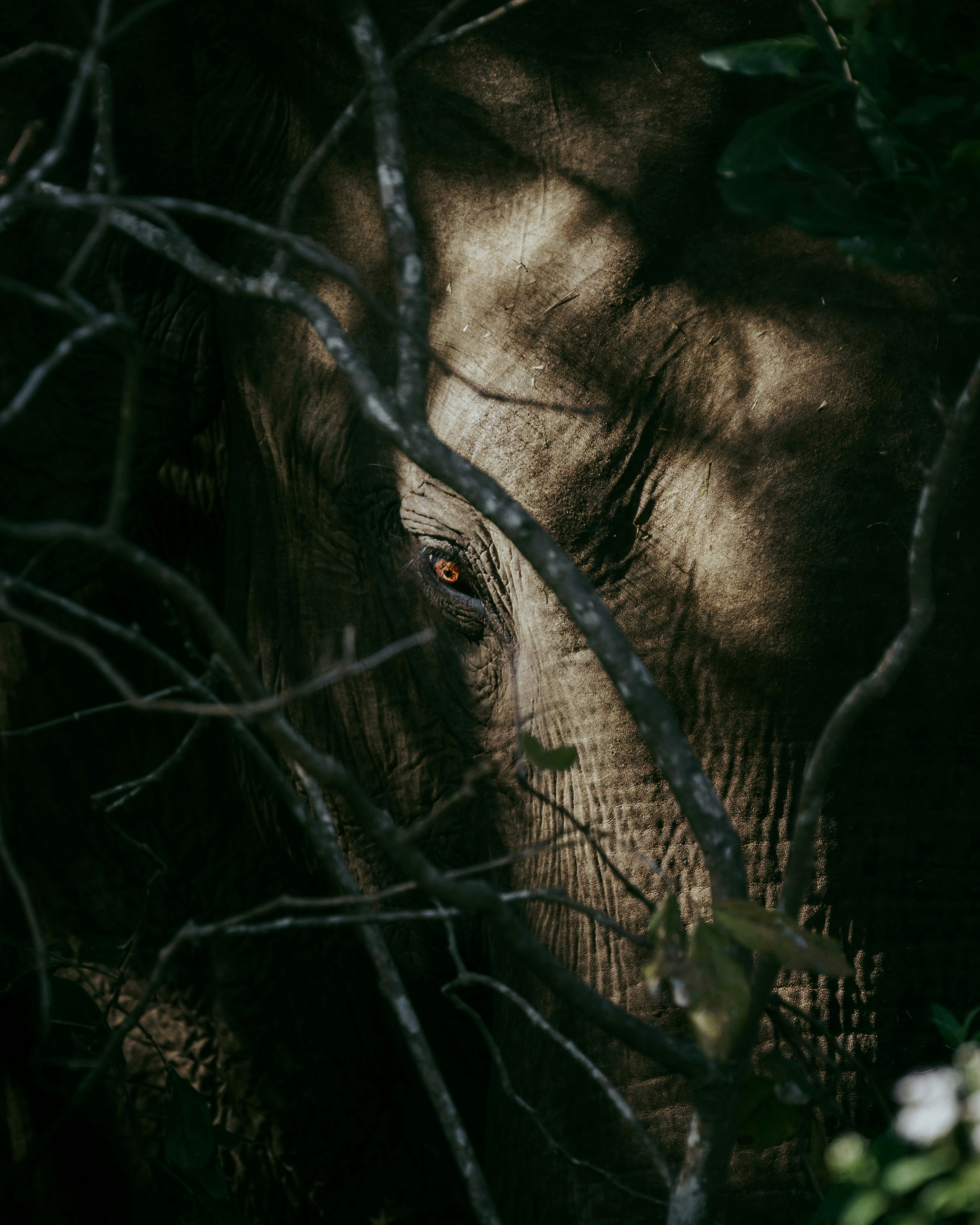 Ember Eye Through the Twig Veil: A Horse in Shadow