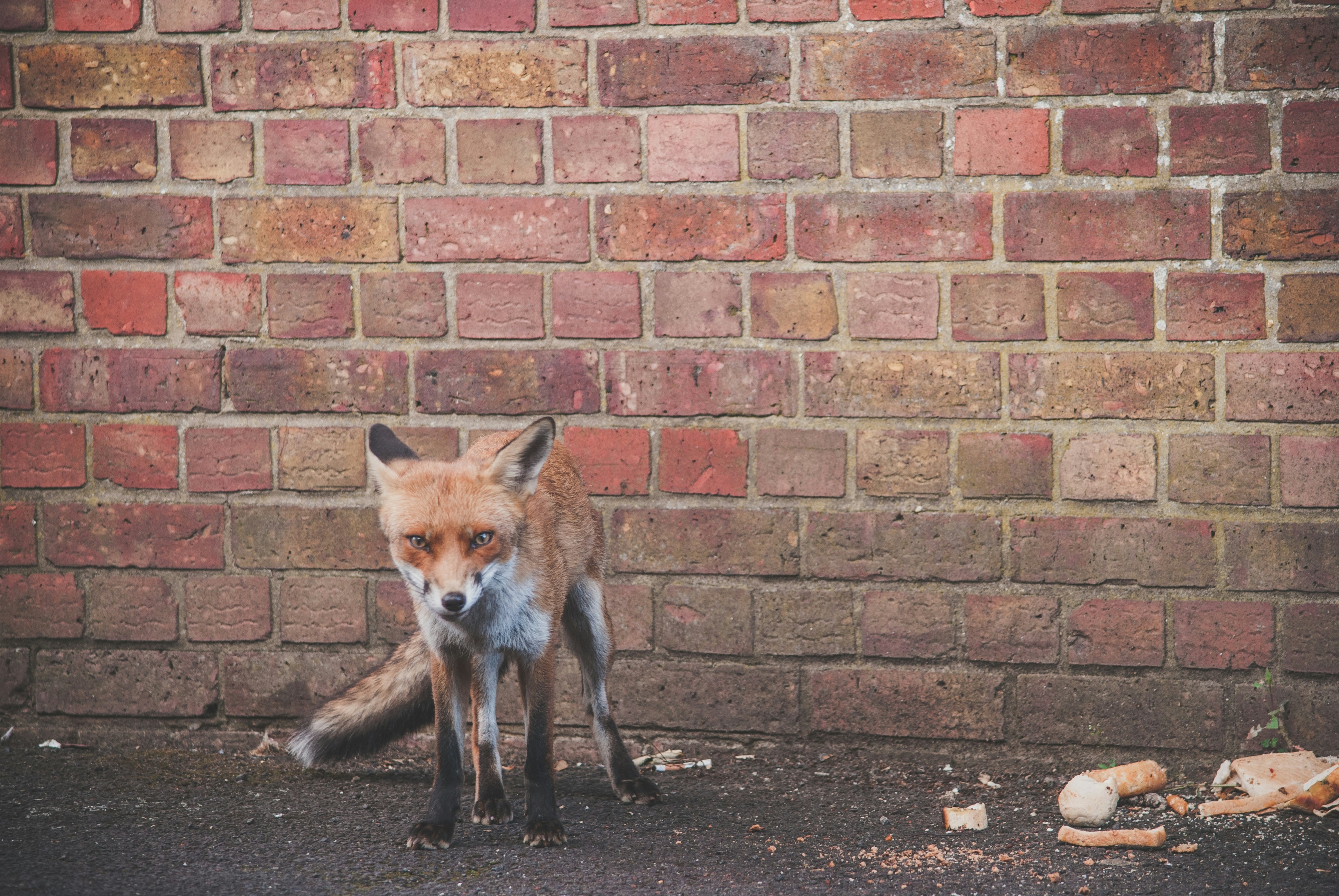 Fox on Brick Street: A Quiet Urban-Wildlife Moment