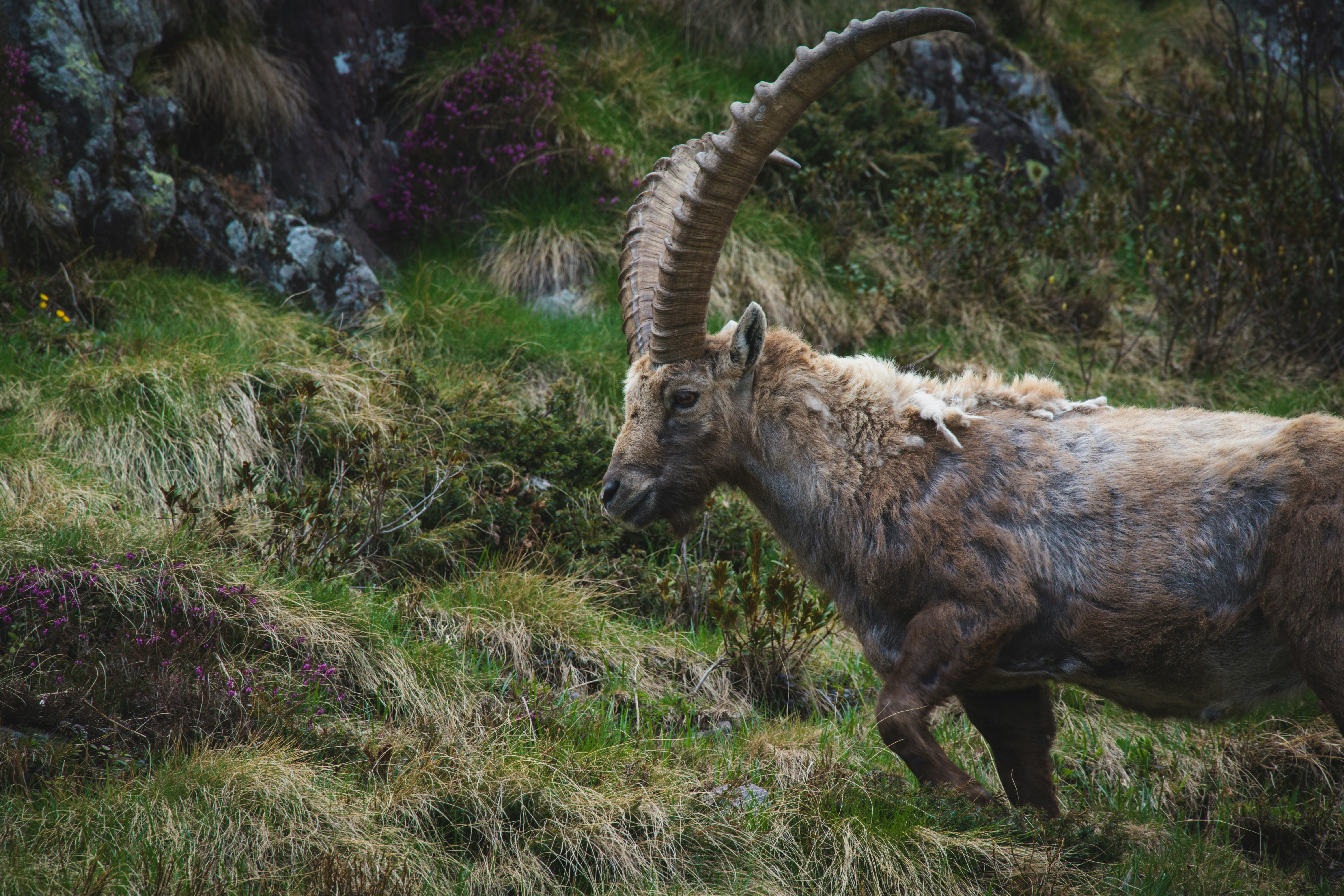 Alpine Ibex: Horned Sentinel on a Lichen-Streaked Slope