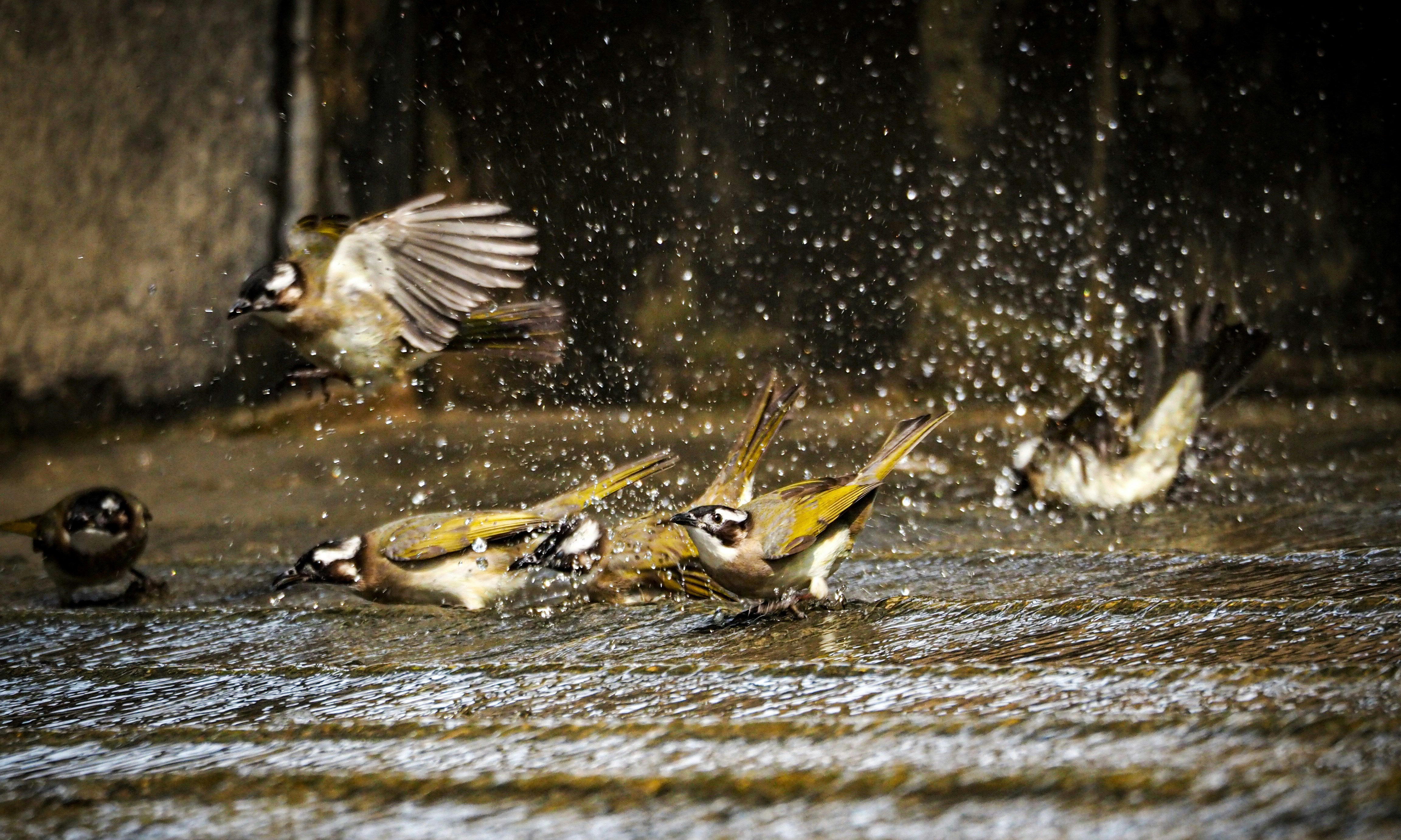 Feathered Rush: A Flock Breaks the Surface in a Waterfall of Droplets