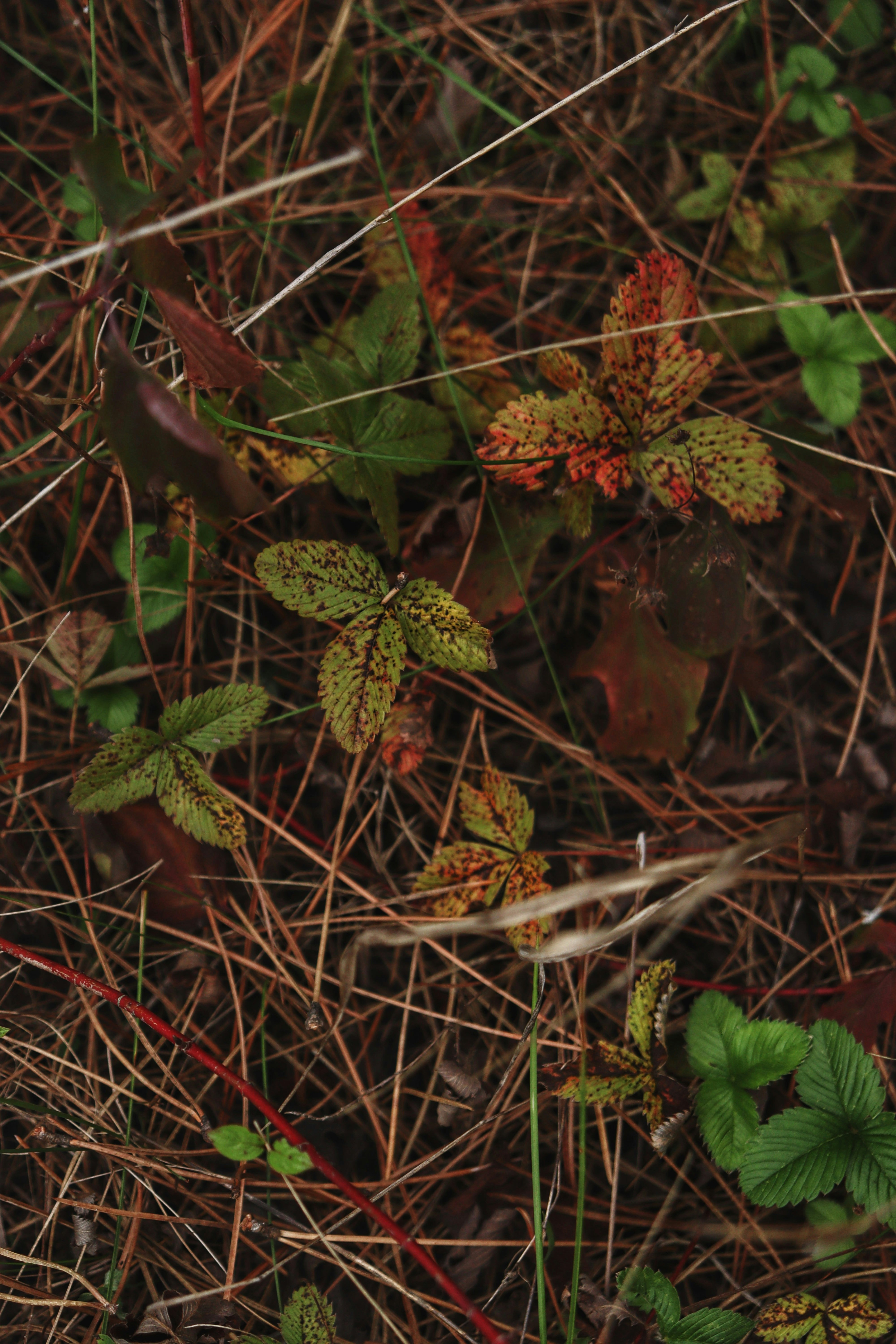 Speckled Leaves Amid Pine Needle Lace