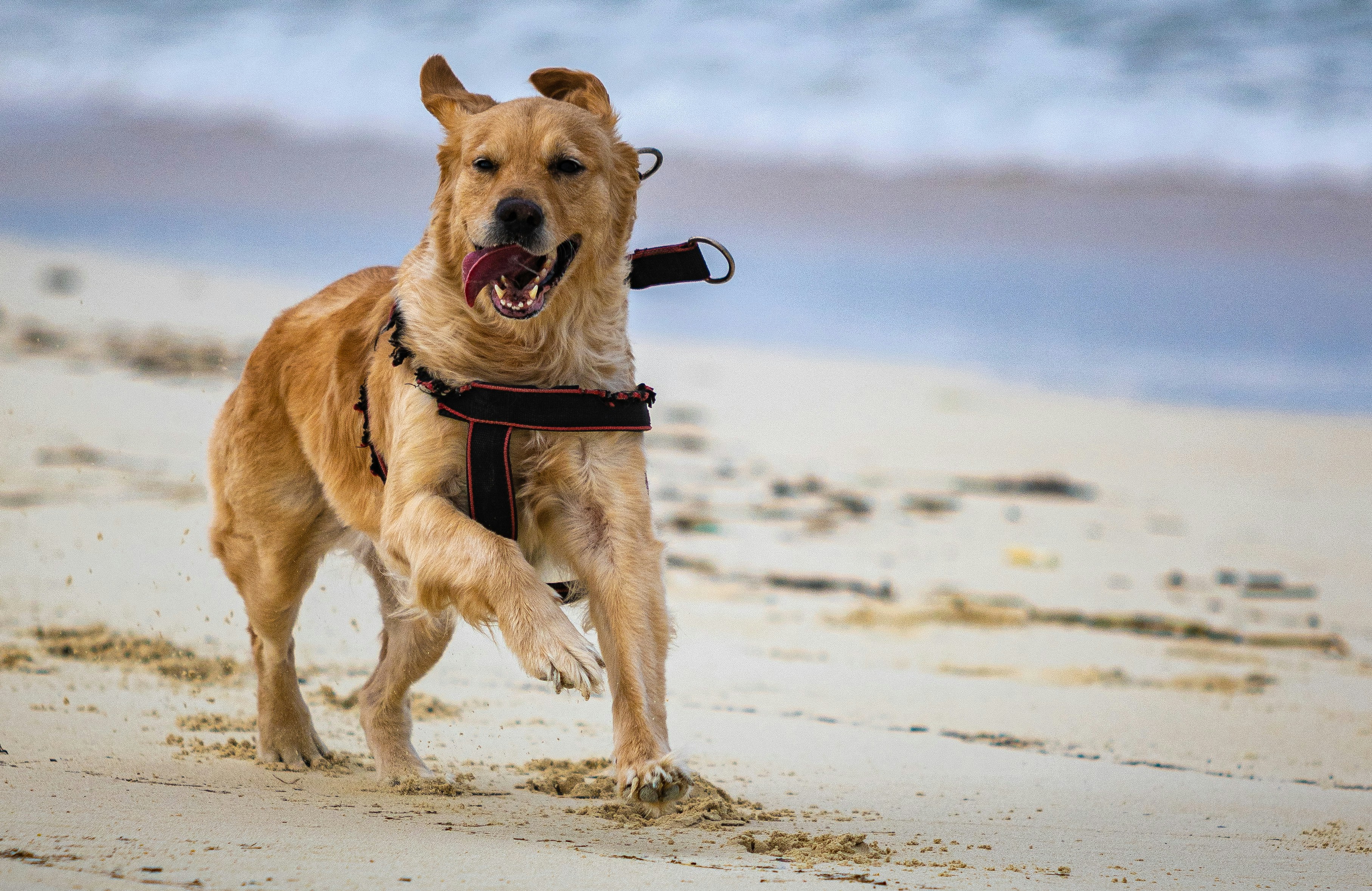 Golden retriever running playfully along the sandy beach, tongue out and harnessed for a fun day outdoors.