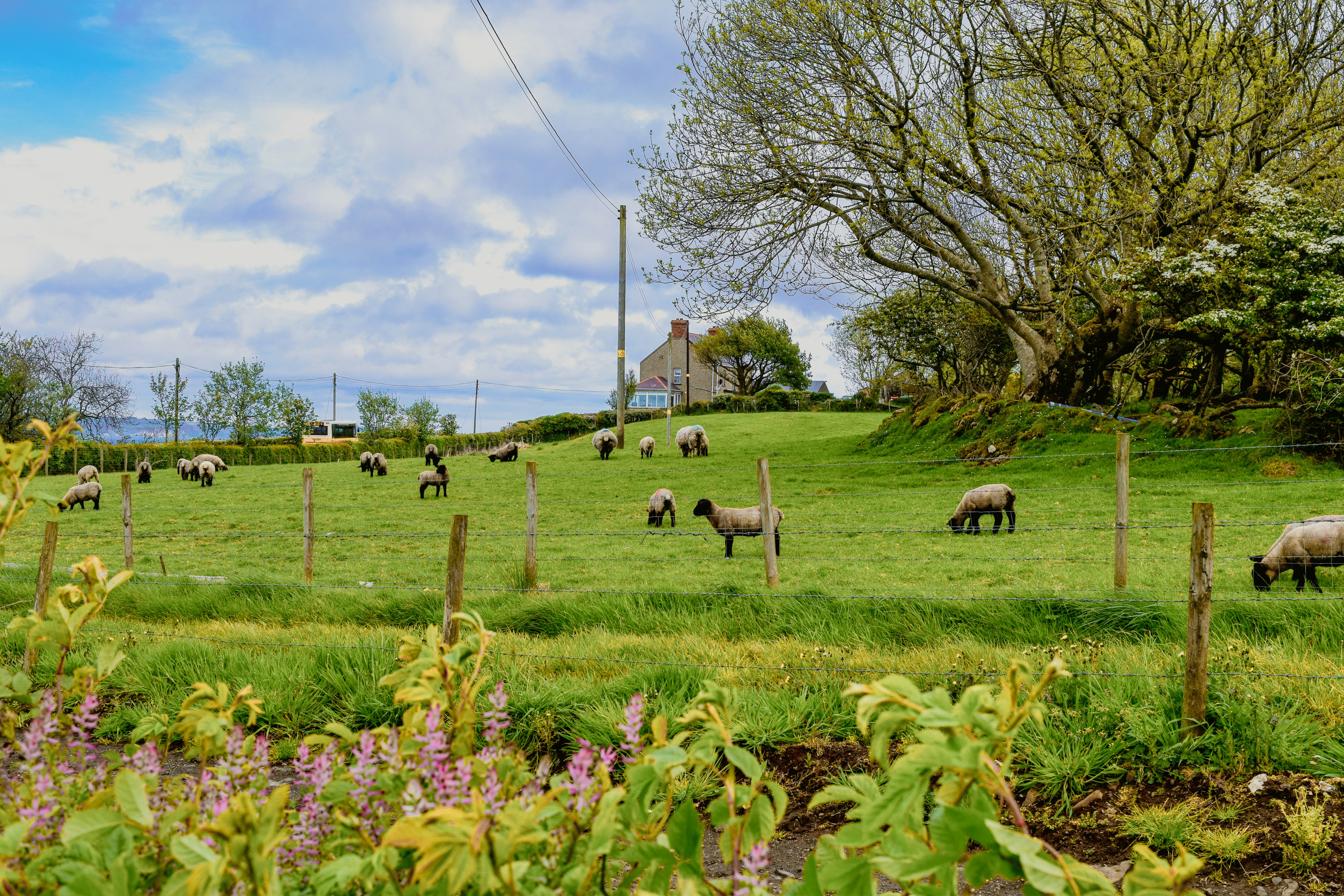 a herd of sheep grazing on a lush green hillside