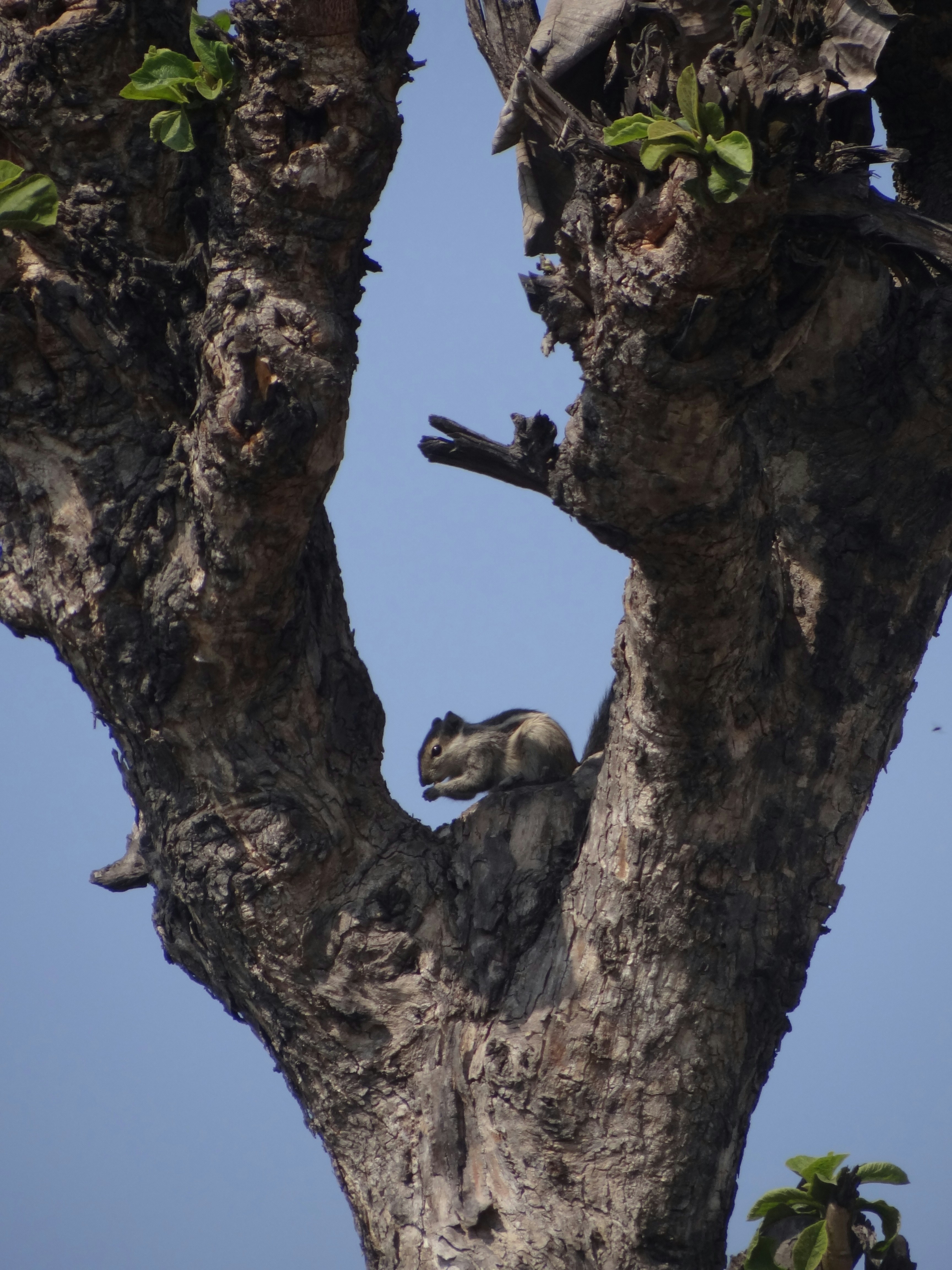 Squirrel at the Sap-Fork: a quiet moment in gnarled bark