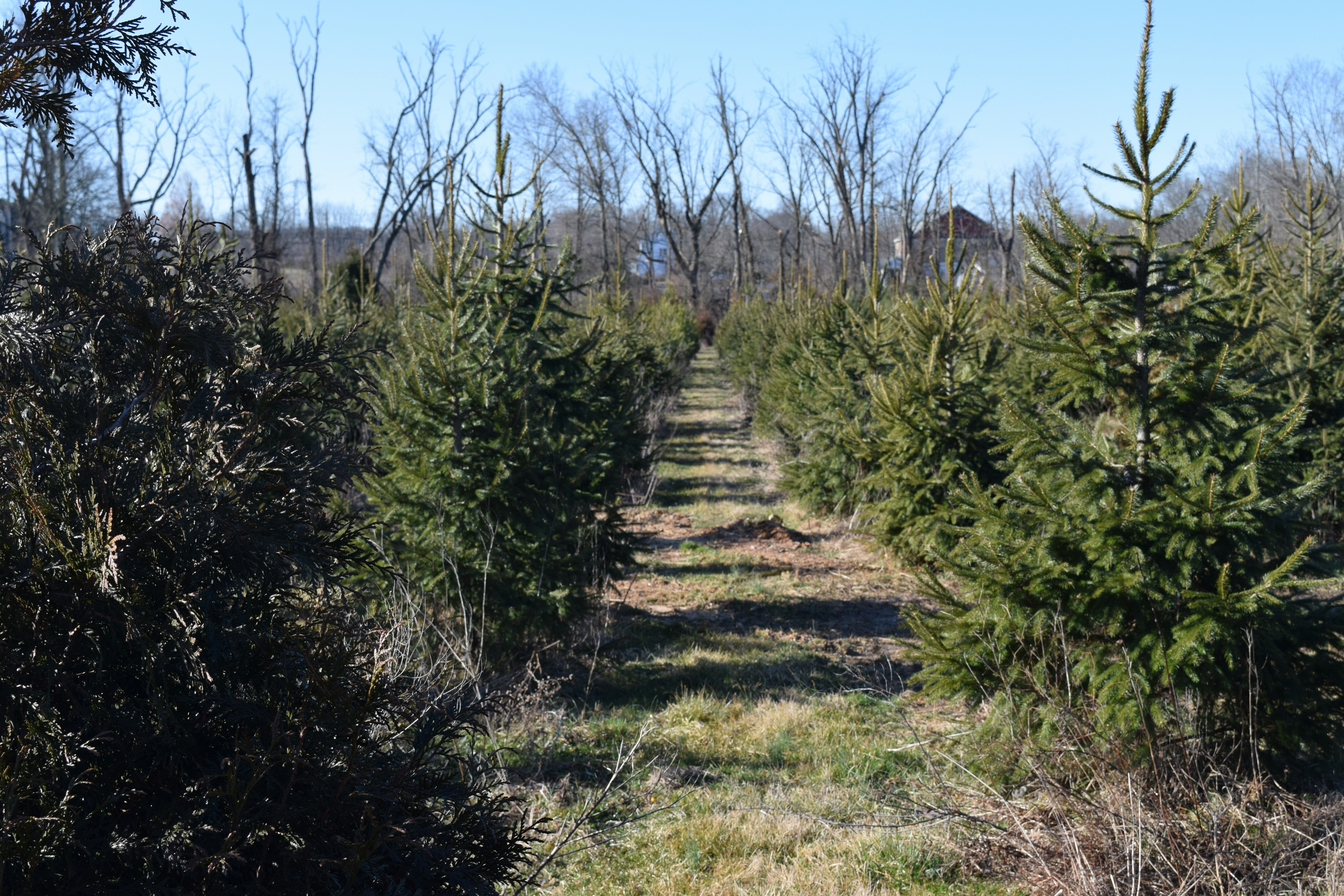 Row of Christmas Trees in an Open Orchard