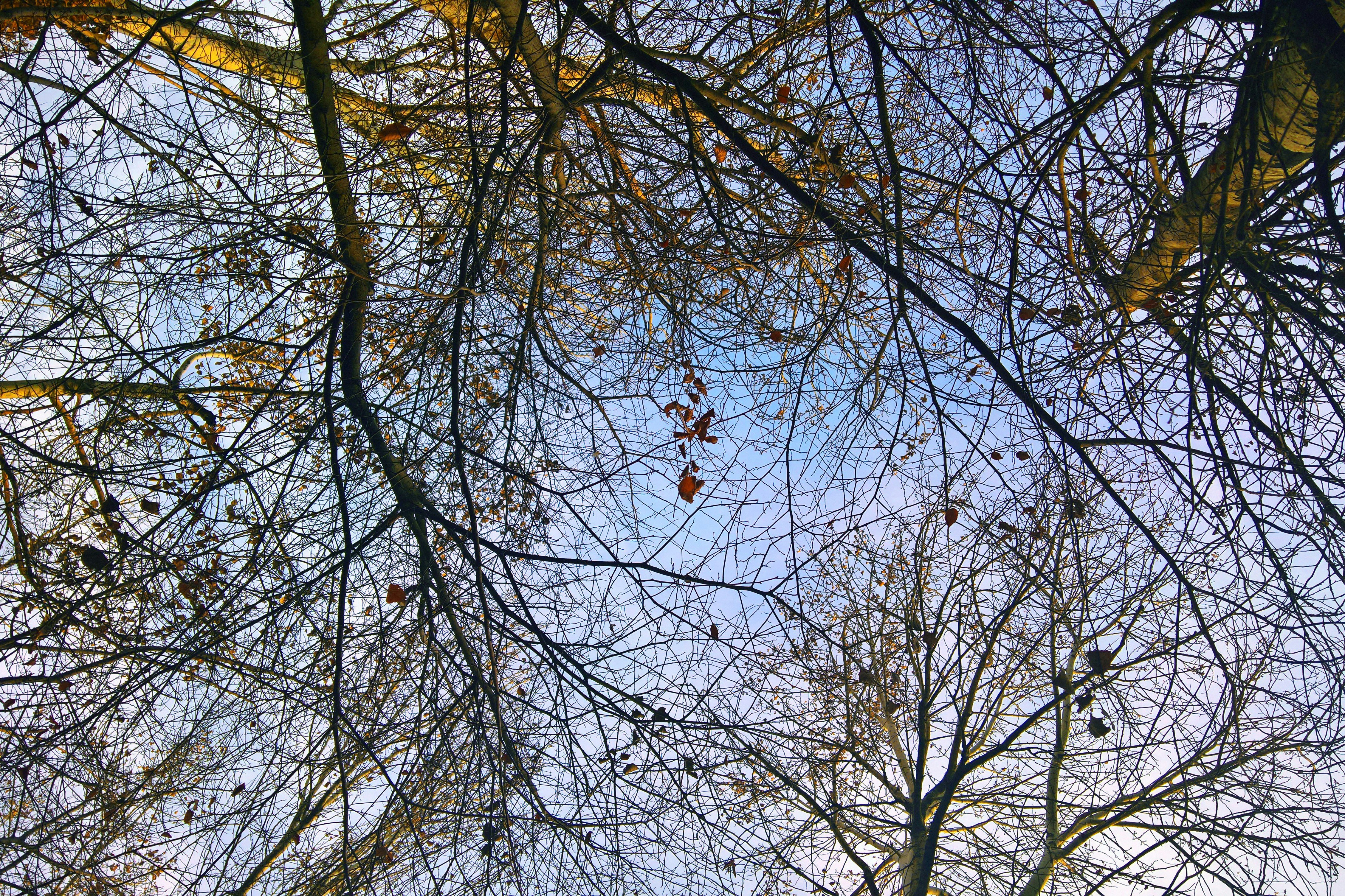 looking up at the branches of a tree with no leaves