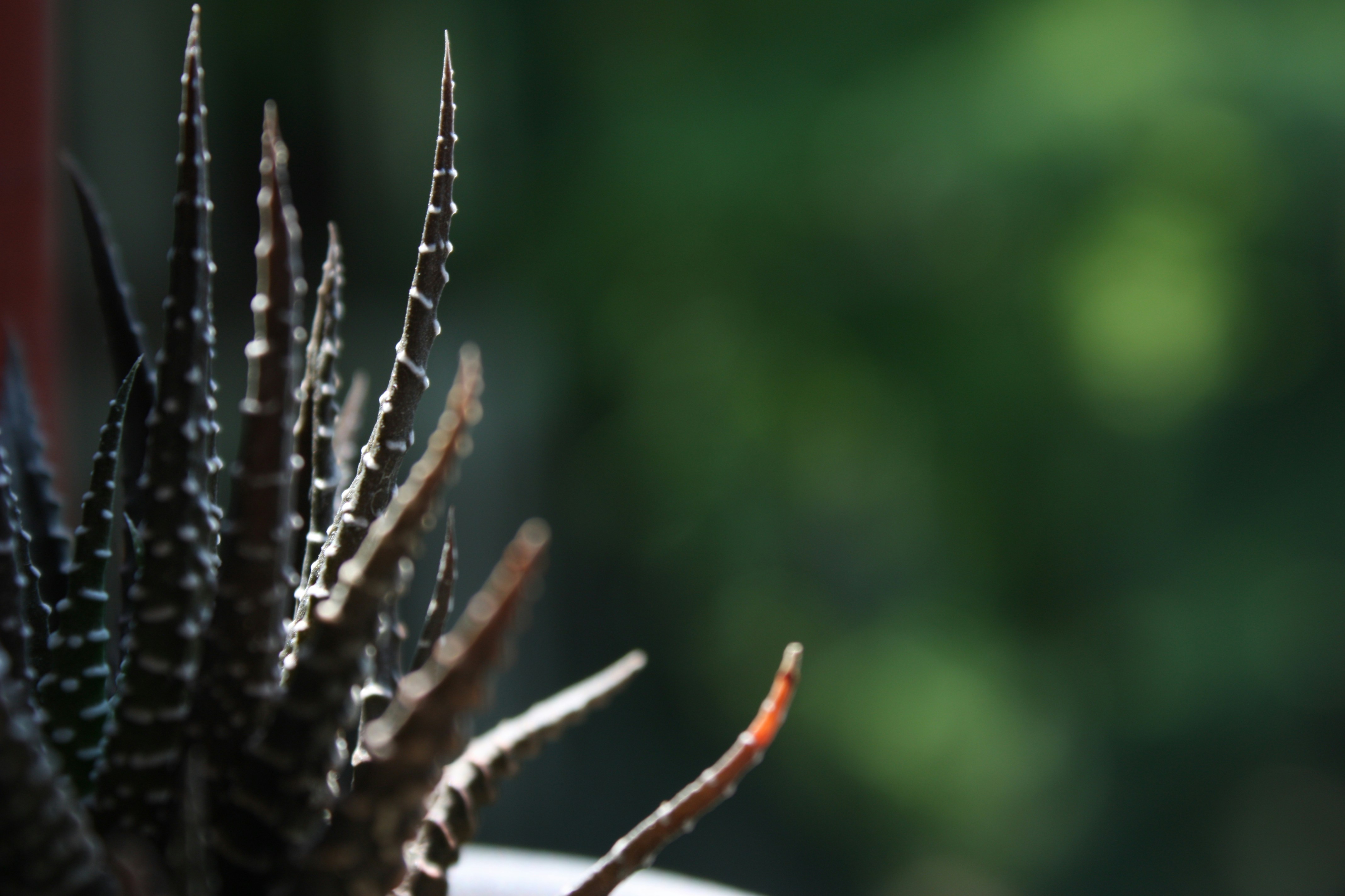 Spiky Ferns in Focused Sunlight