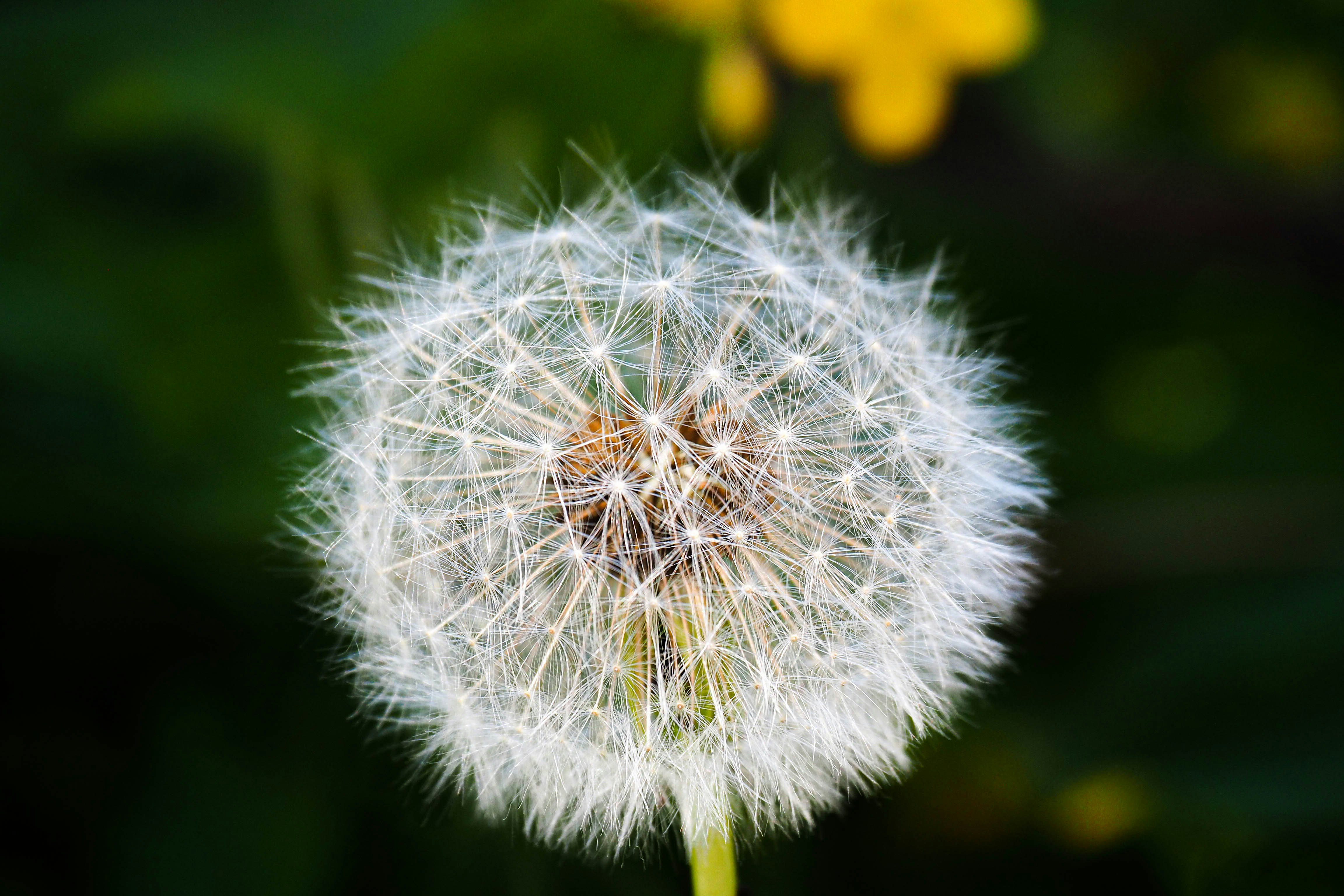 Dandelion seed head in sharp focus against blurred yellow flowers and greenery.