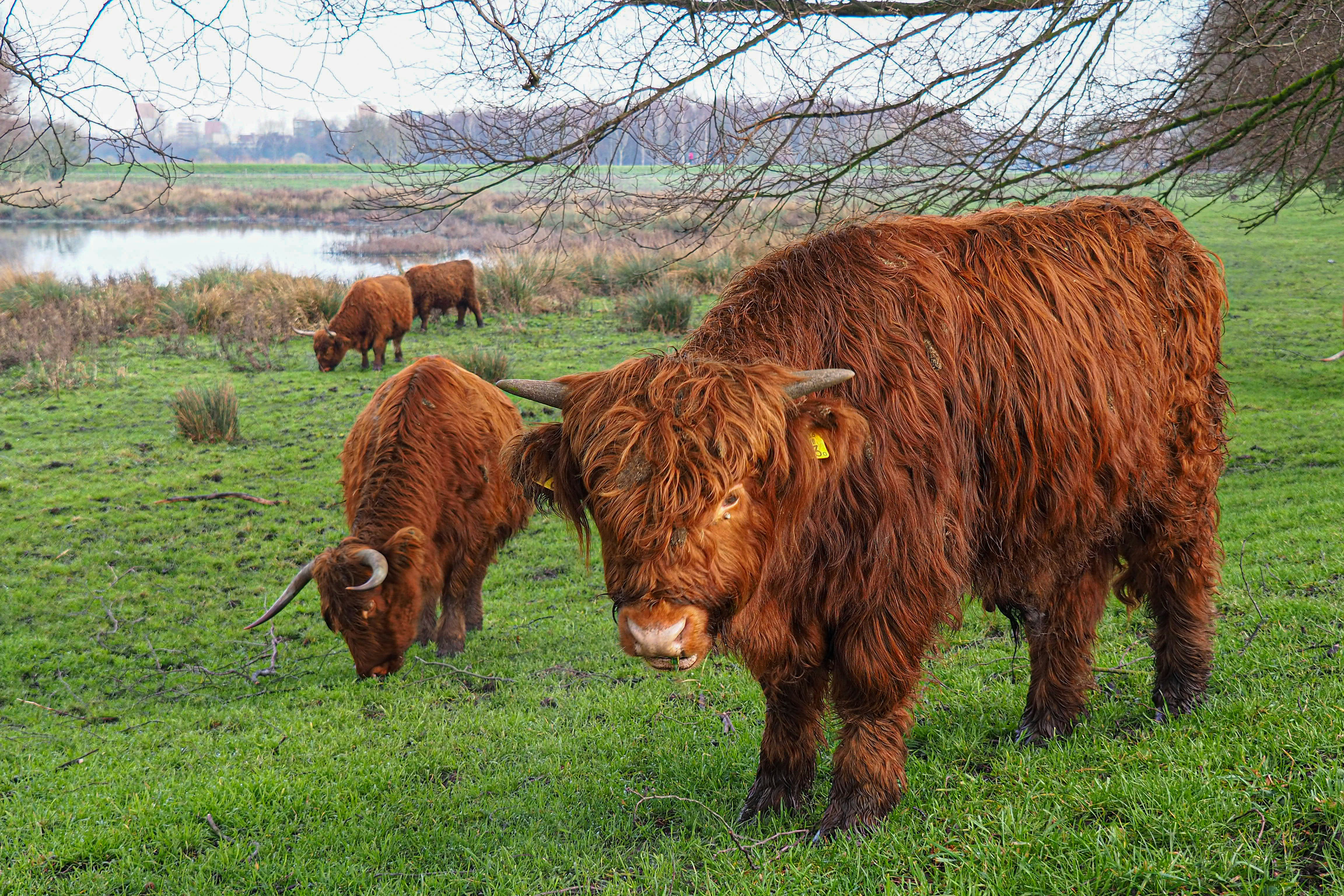 Highland cows with shaggy coats graze peacefully on a green pasture near a riverbank.