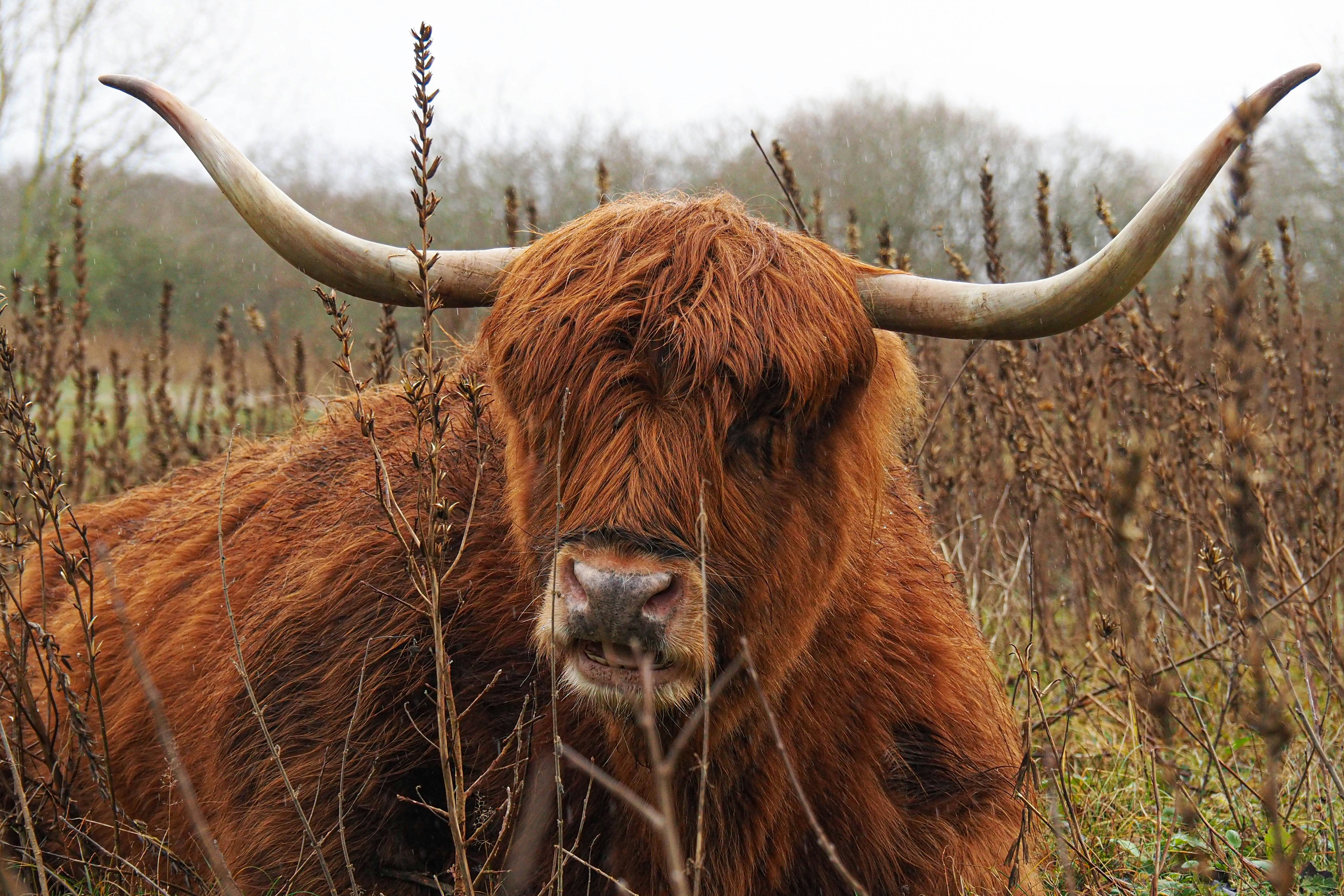 Highland cow resting amidst tall, dried grass in a serene landscape. Its prominent horns and rich fur add character to the scene.