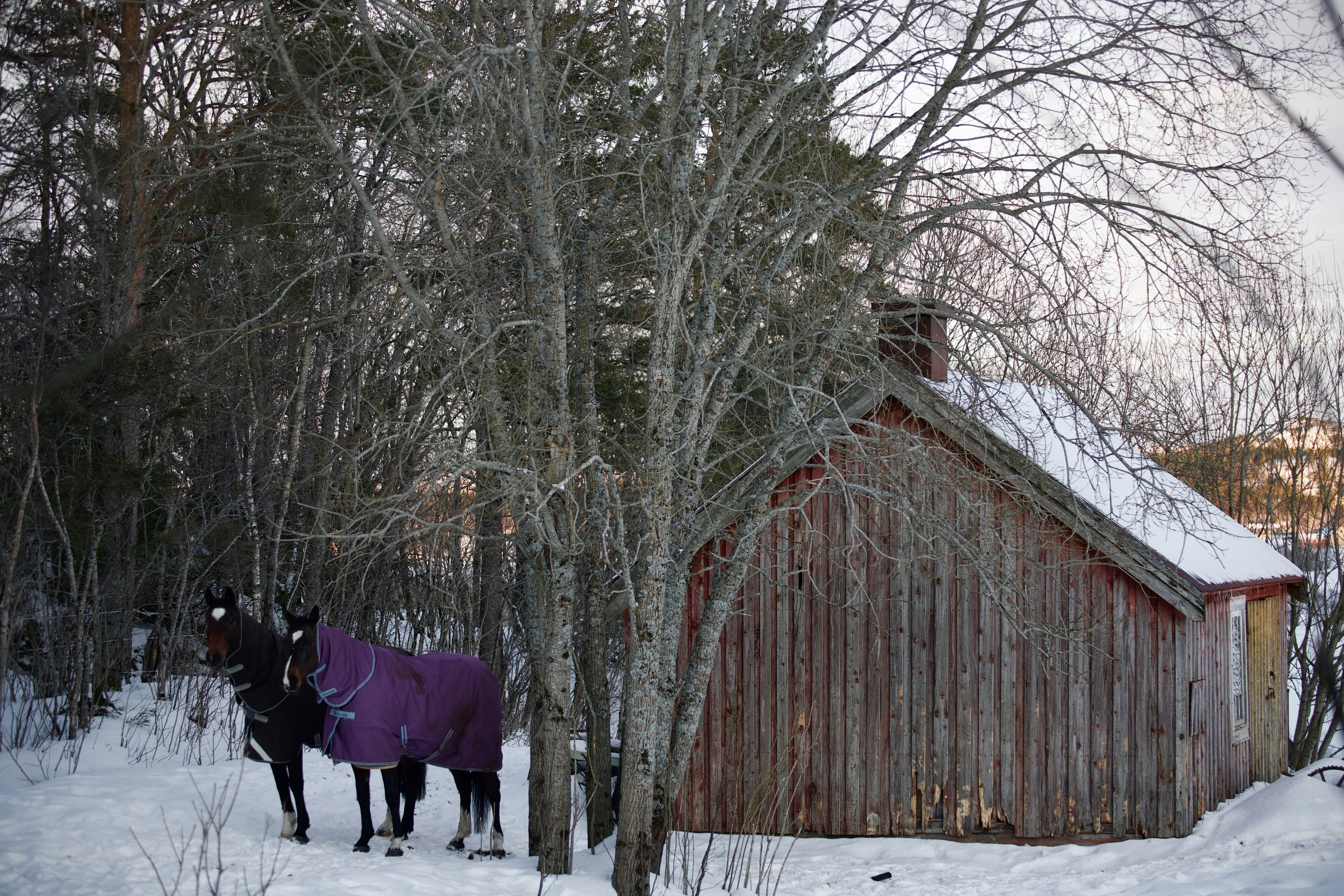 Winter scenery; Old, abounded house next to a forest with two horses standing.
