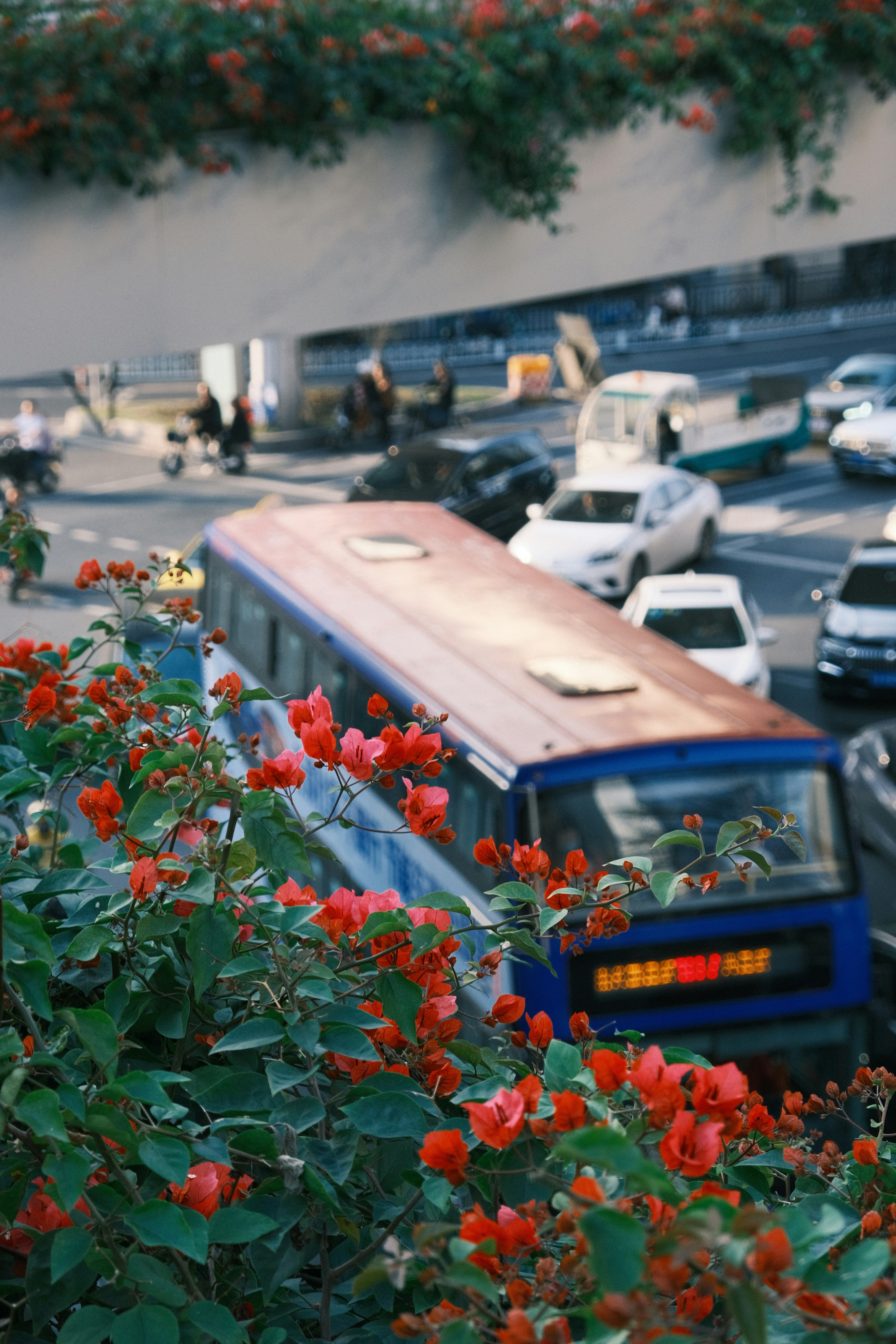 Bougainvillea Bordering the Boulevard: A City Bus in Focus