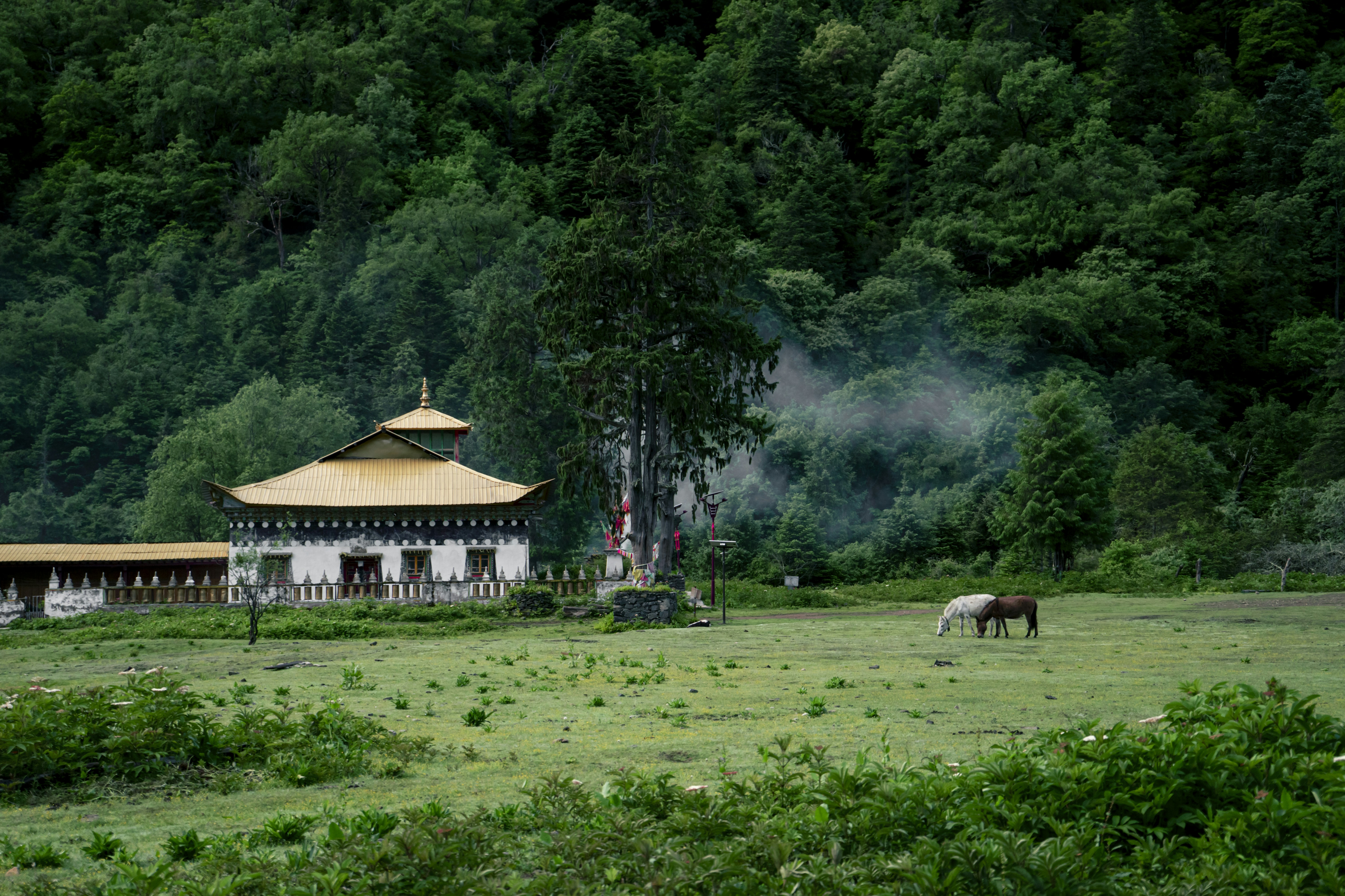 a horse standing in a field next to a building