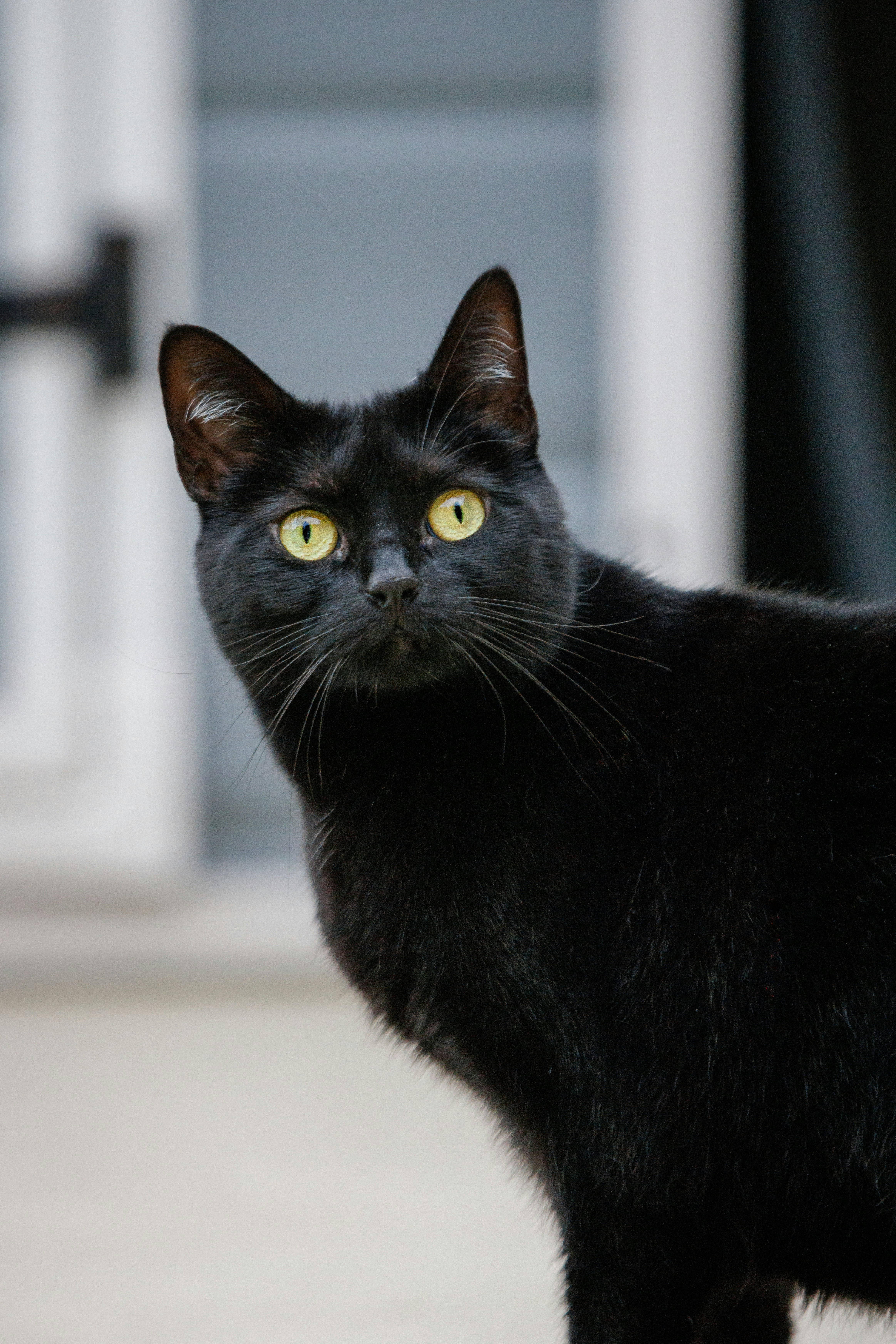 Gros plan d’un chat noir aux yeux jaunes photo – Photo Enquête Gratuite ...