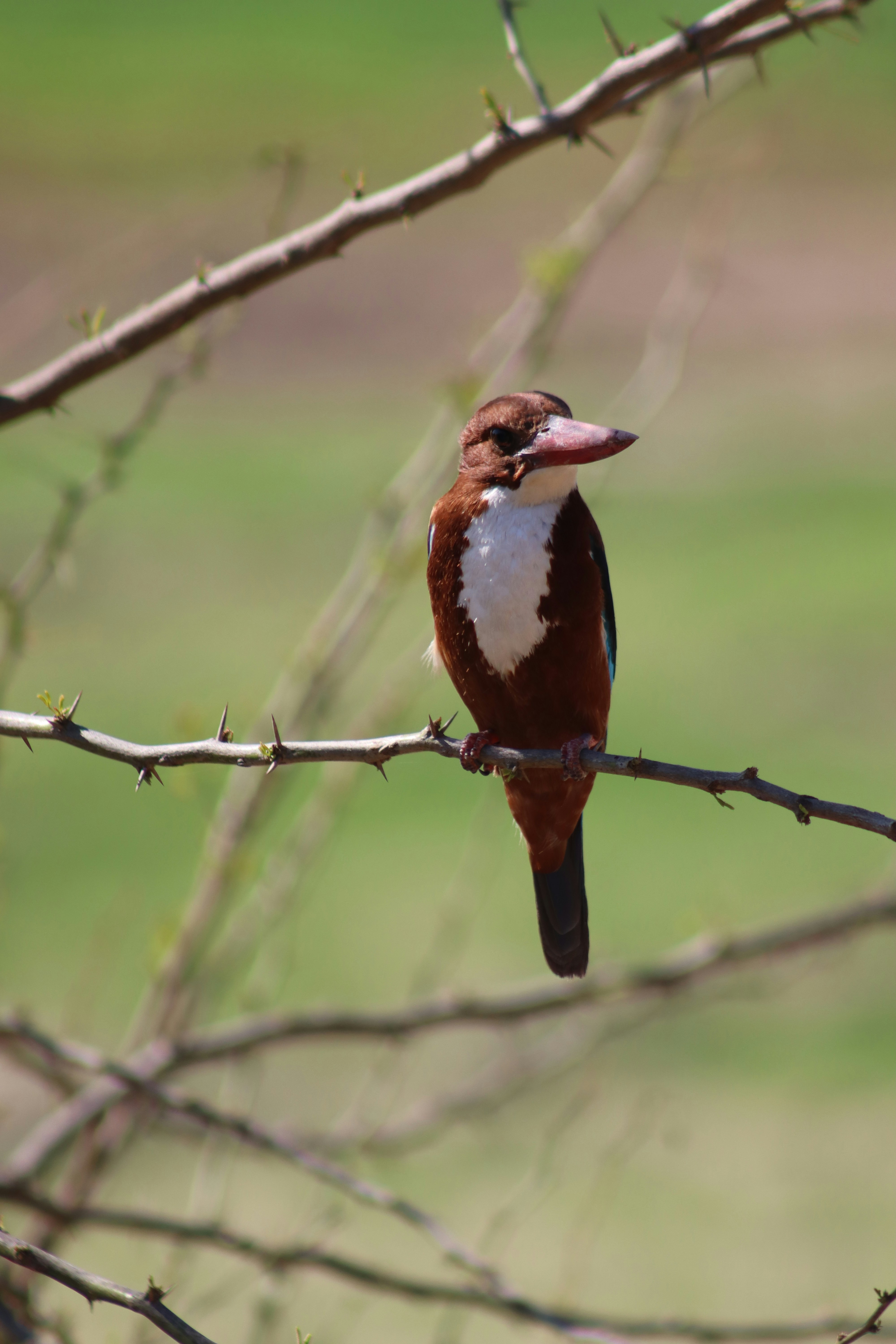 Brown-and-white Kingfisher on a Thorny Perch in a Sunlit Field