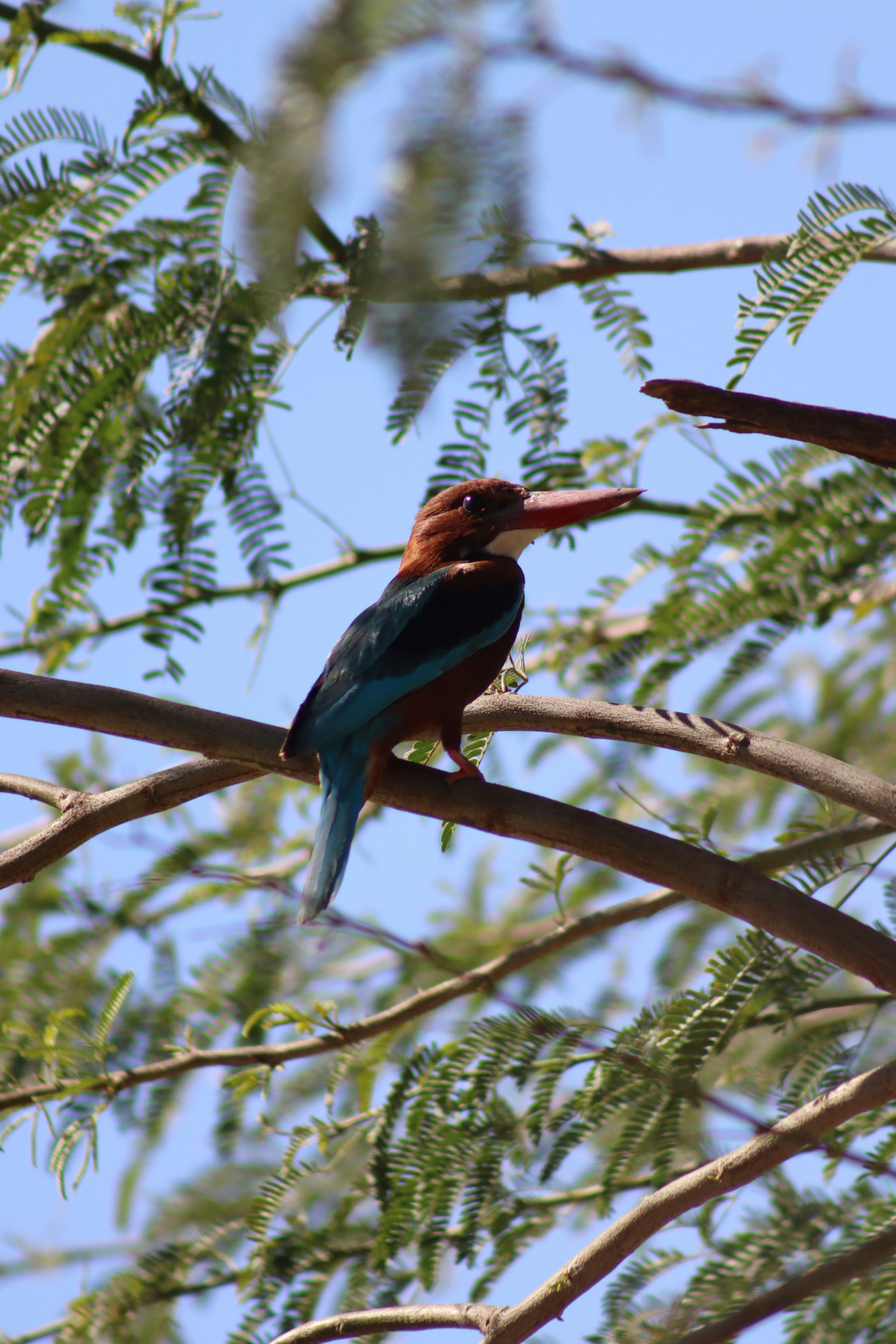 a colorful bird perched on a tree branch
