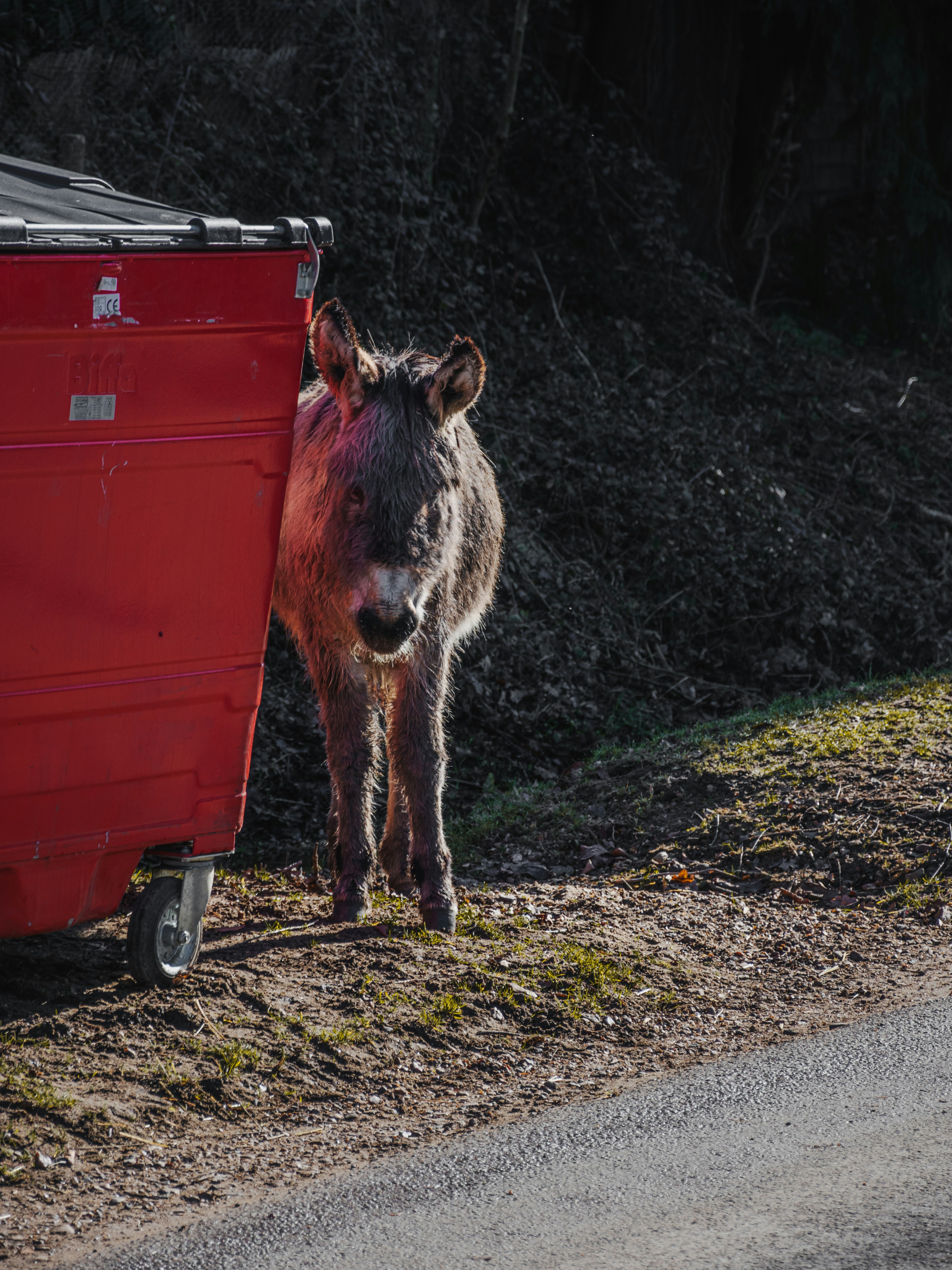 Curious Donkey Emerges from Behind a Red Dumpster