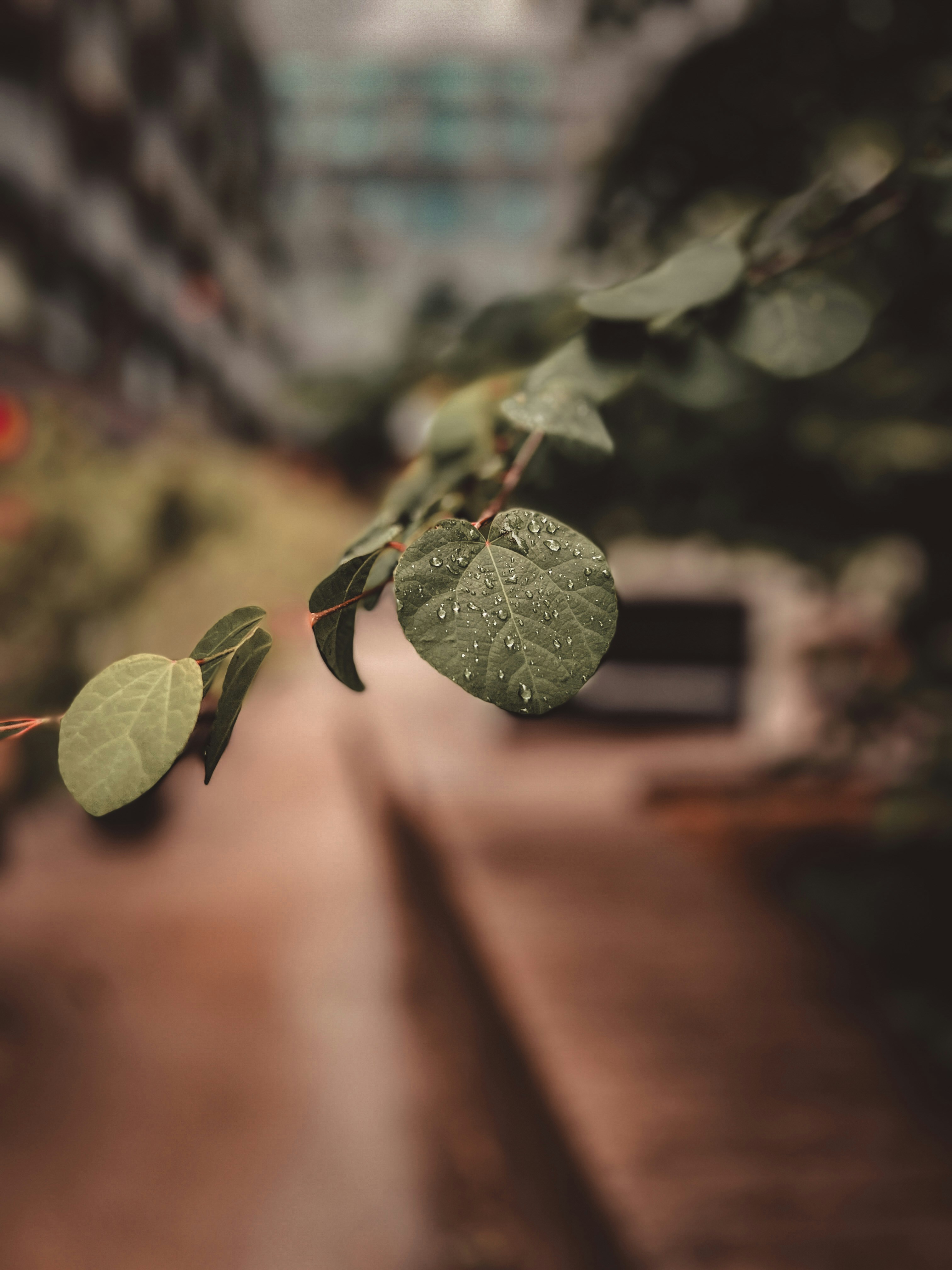 Dew-Kissed Leaf in a Quiet Corridor