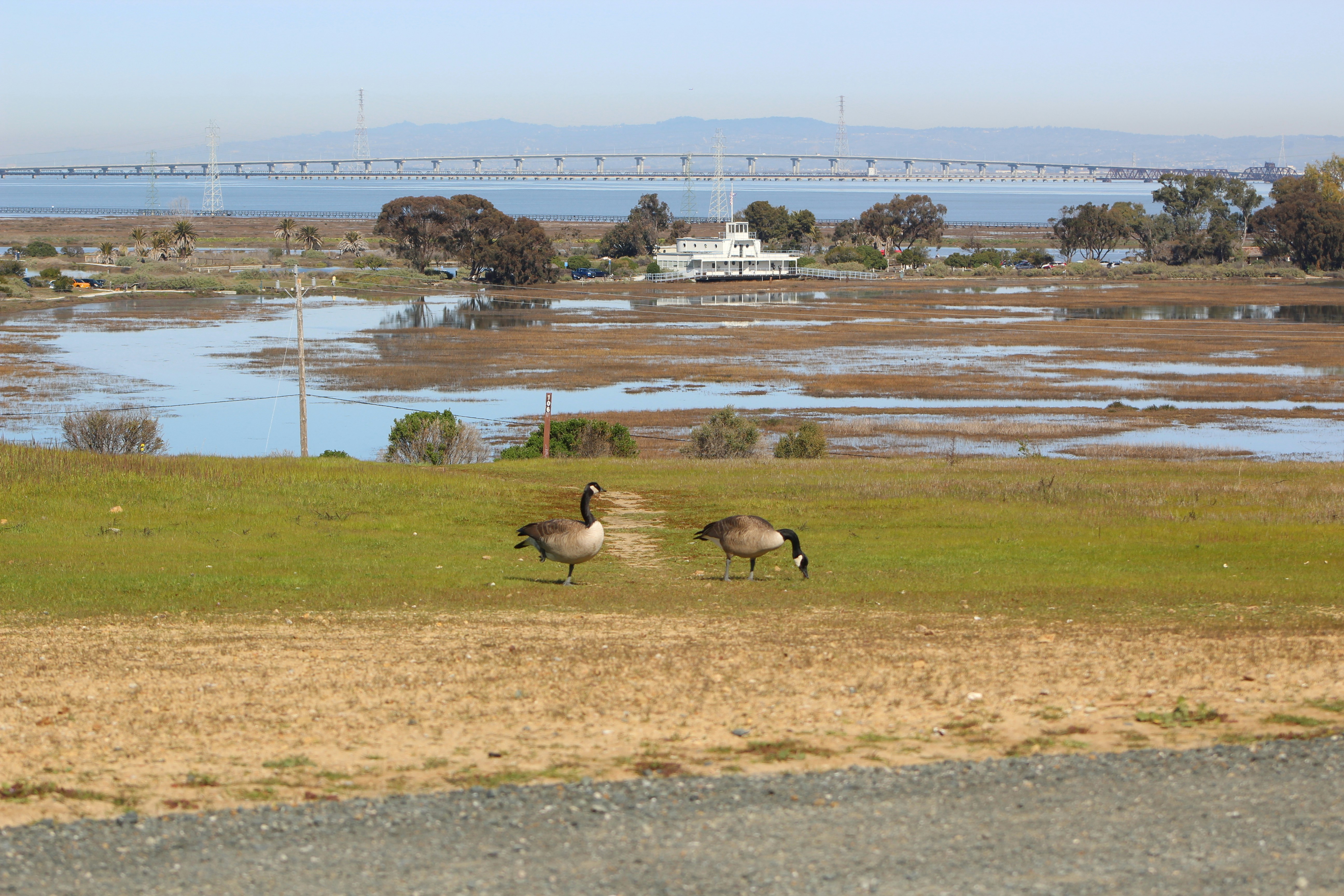 Two Canada Geese on a grassy verge with distant waterfront and bridge