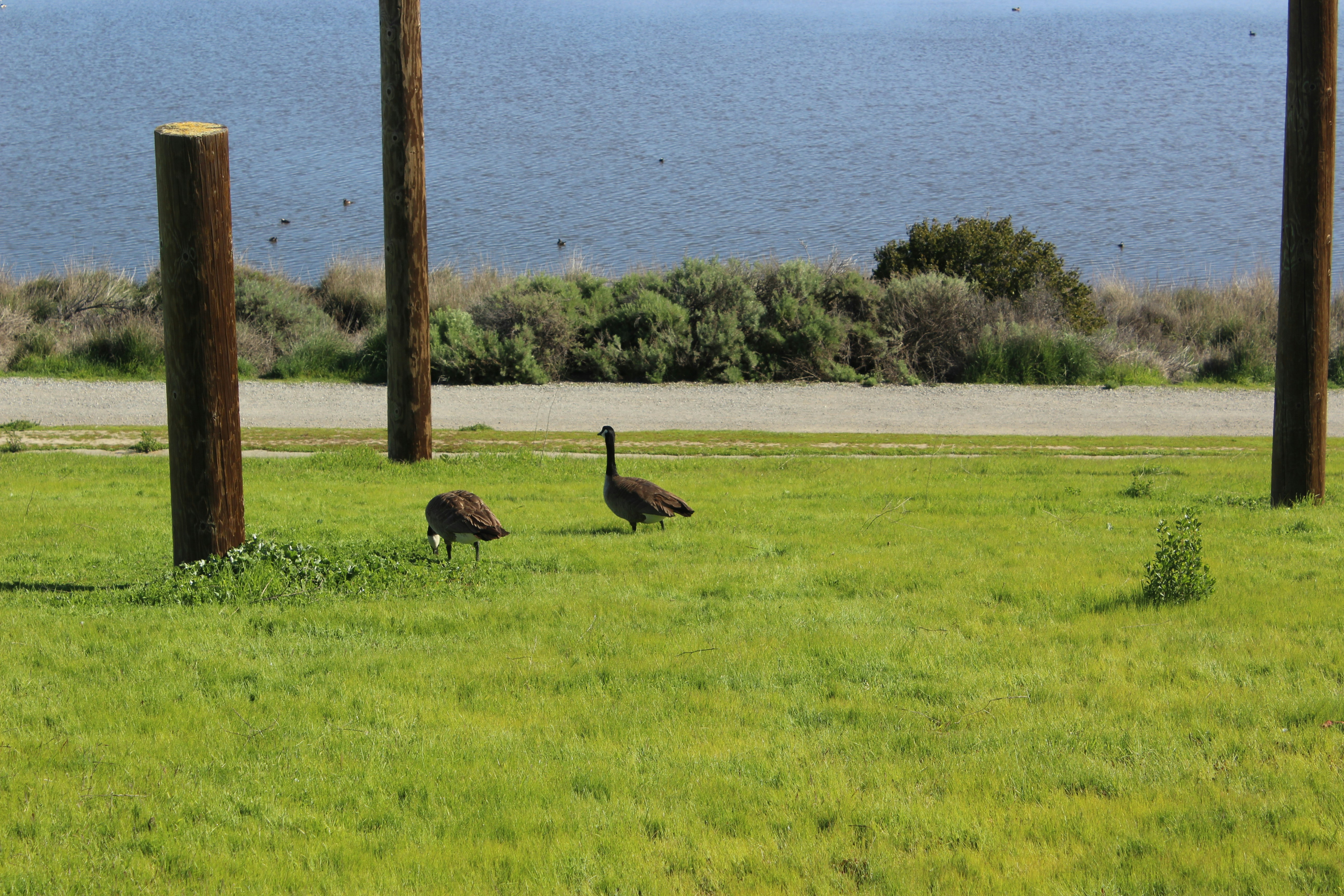 Green Coastal Park: Two Black-Crested Birds Near the Water’s Edge
