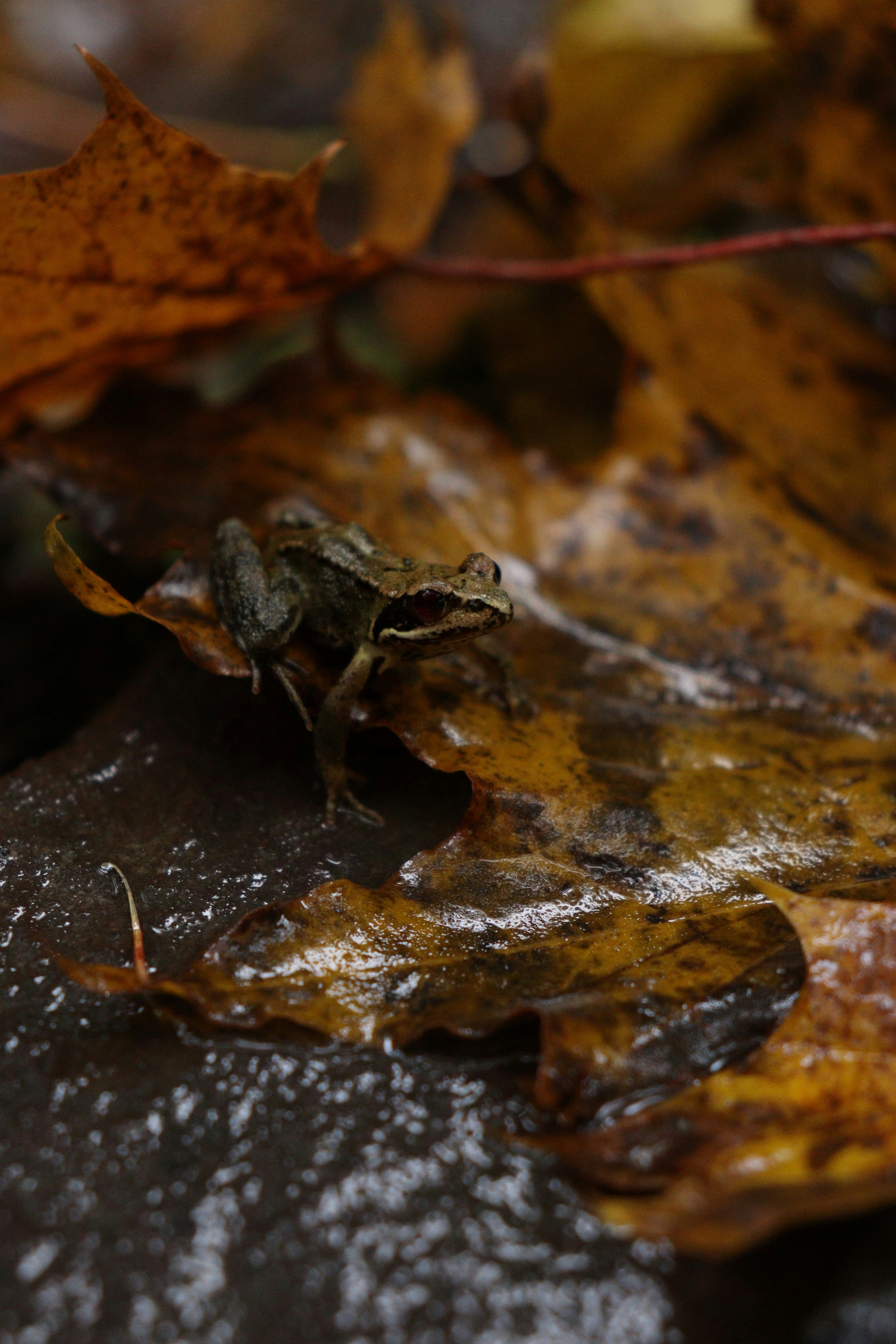 Hidden Peacock Frog Amid Fallen Leaves on a Wet Forest Floor